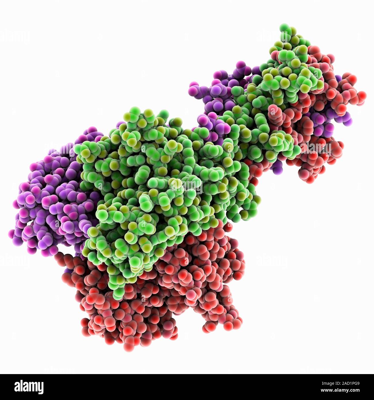 Adenovirus fibre shaft protein, molecular model. This protein forms ...