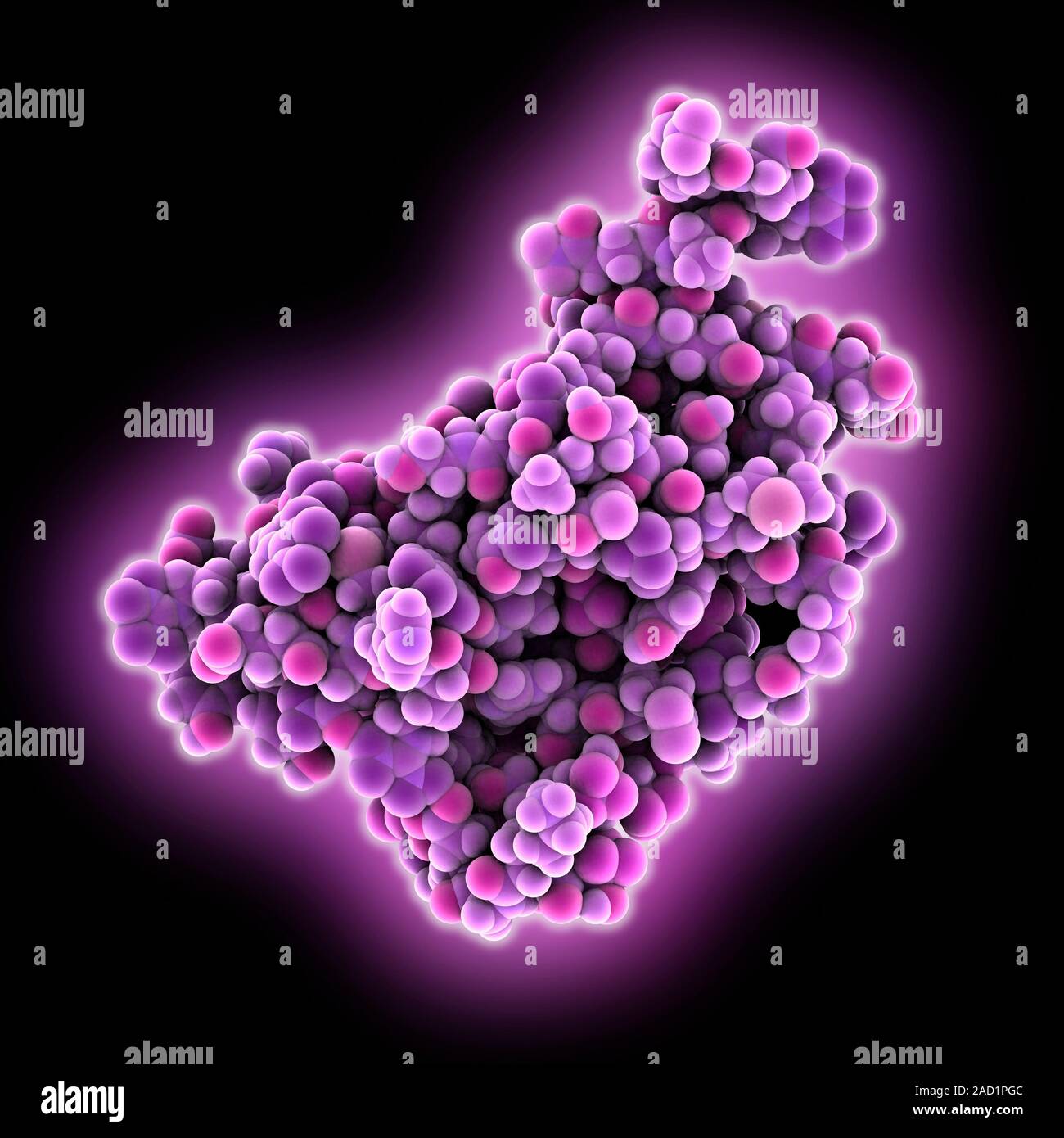 Human prion protein, molecular model. Prions are abnormal proteins that ...