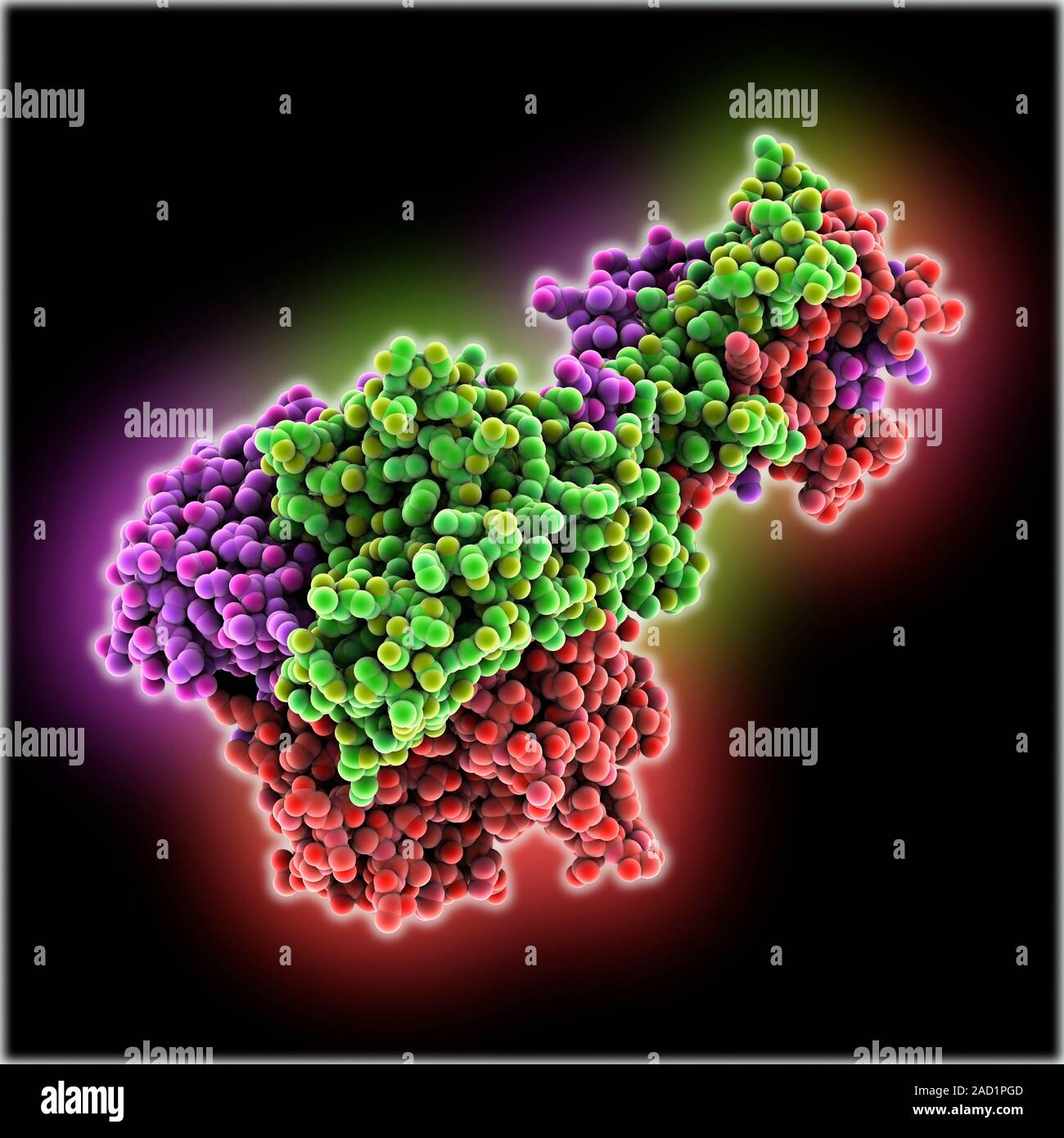 Adenovirus fibre shaft protein, molecular model. This protein forms ...