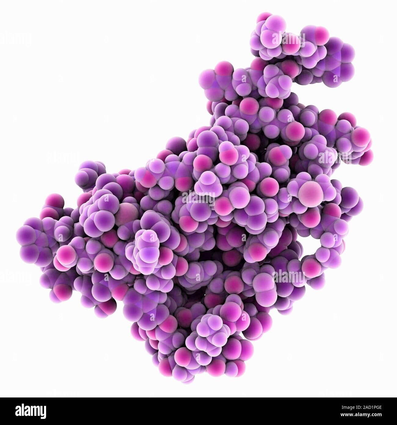 Human prion protein, molecular model. Prions are abnormal proteins that ...