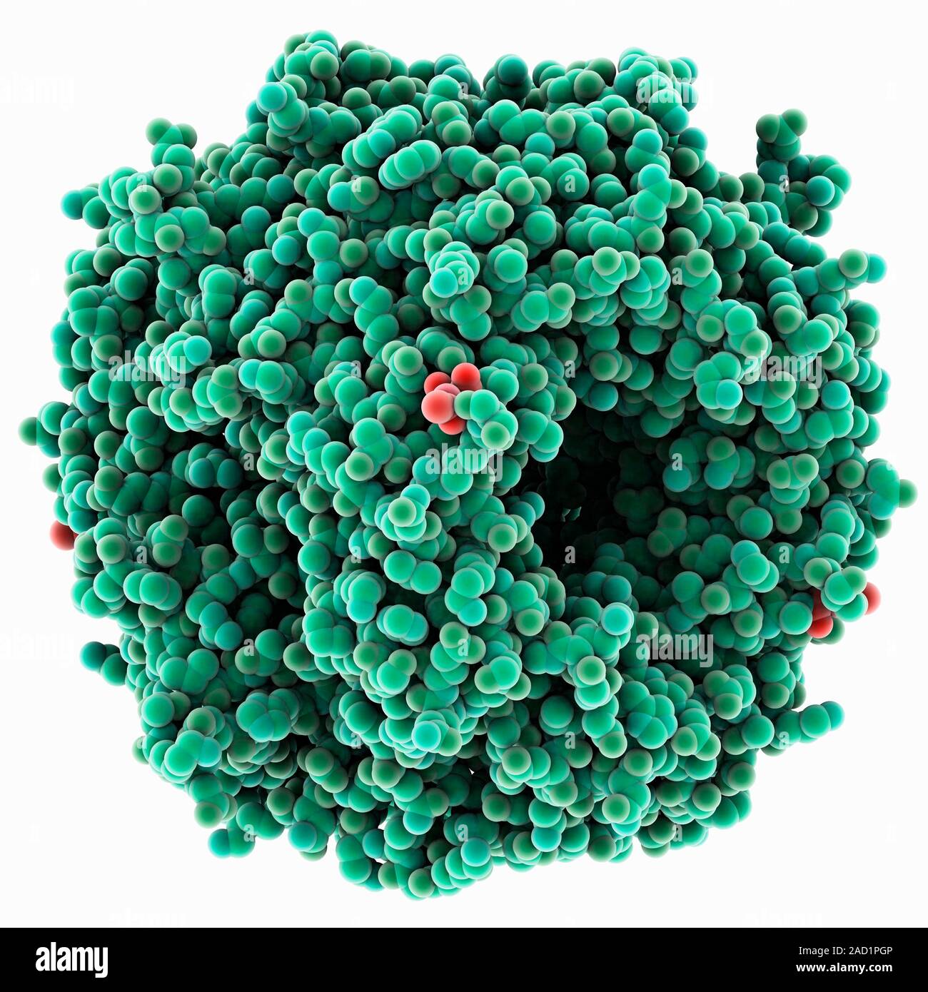 Uricase, molecular model. This enzyme, also known as urate oxidase ...