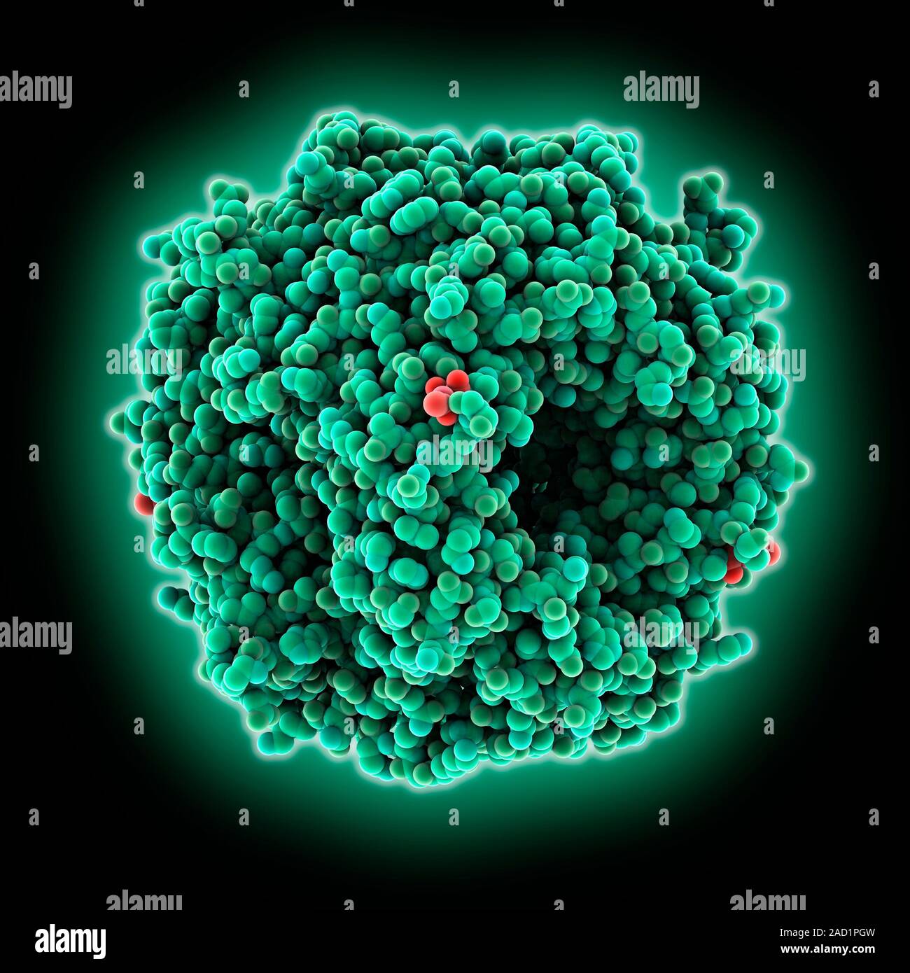 Uricase, molecular model. This enzyme, also known as urate oxidase ...
