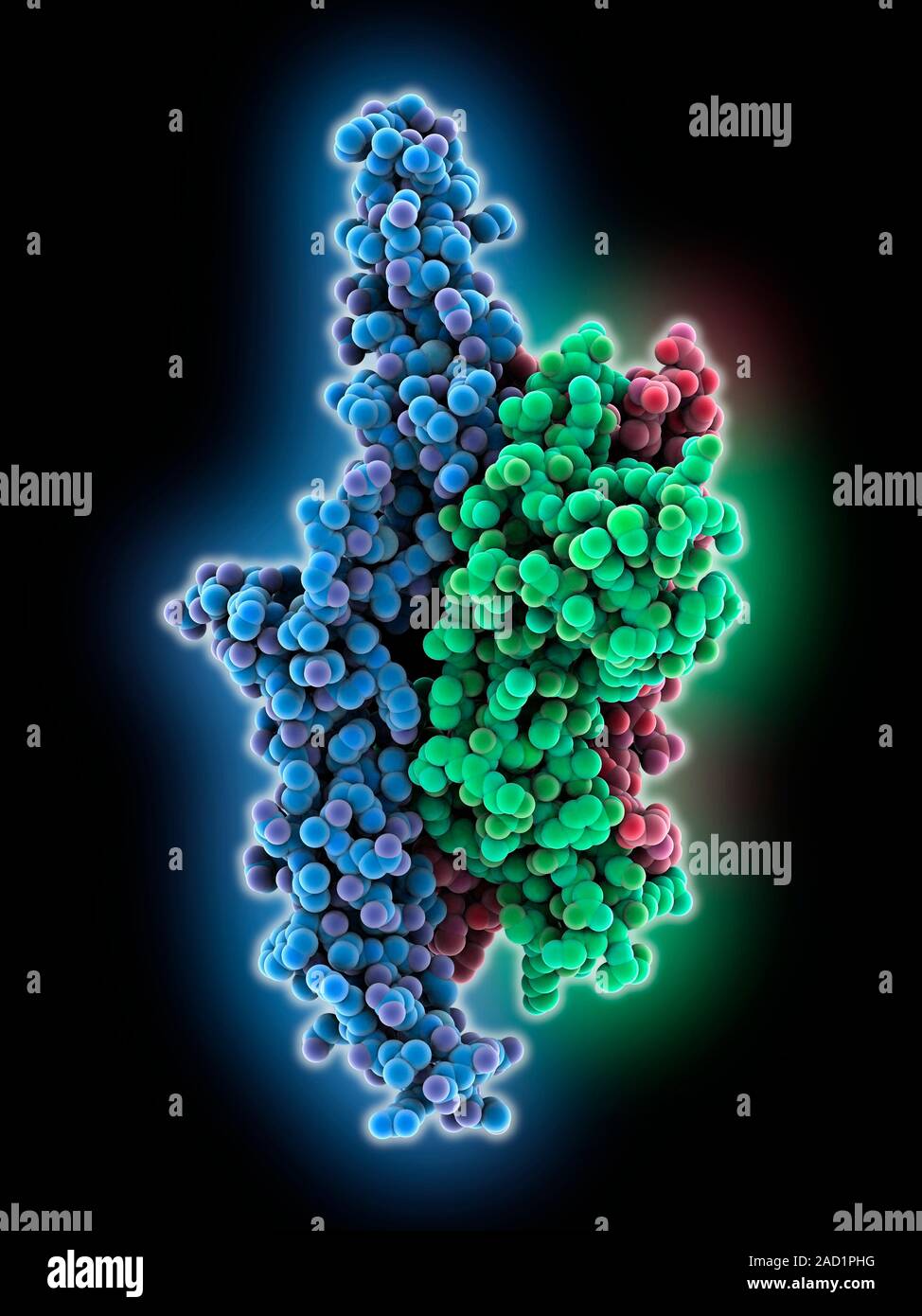 Nerve growth factor bound to receptor. Molecular model of nerve growth ...