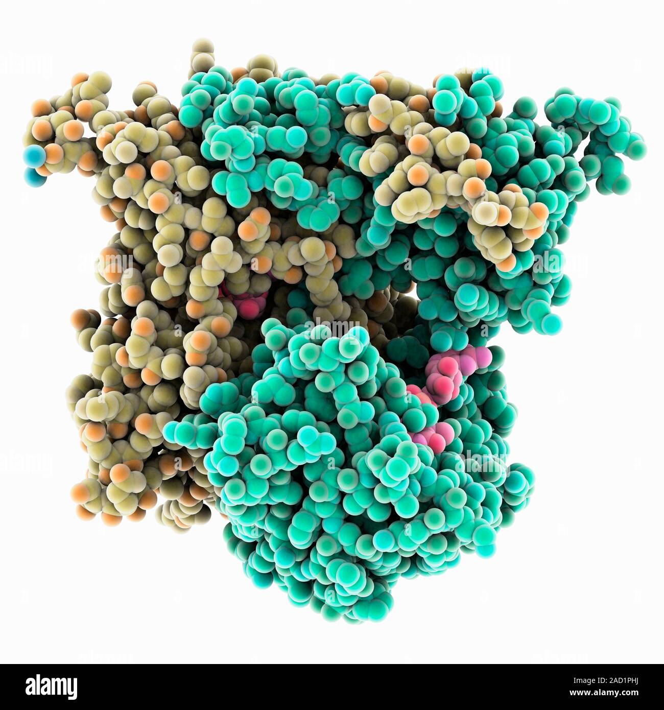 Scavenger mRNA-decapping enzyme, molecular model. This enzyme ...