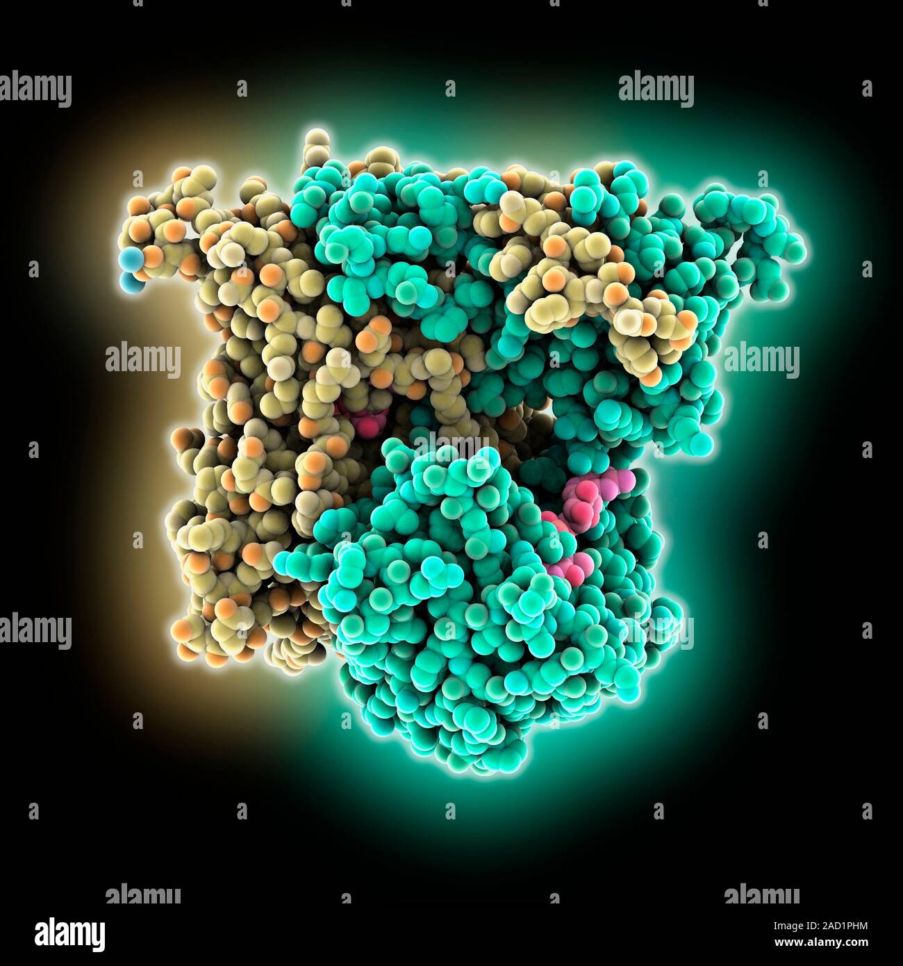 Scavenger mRNA-decapping enzyme, molecular model. This enzyme ...