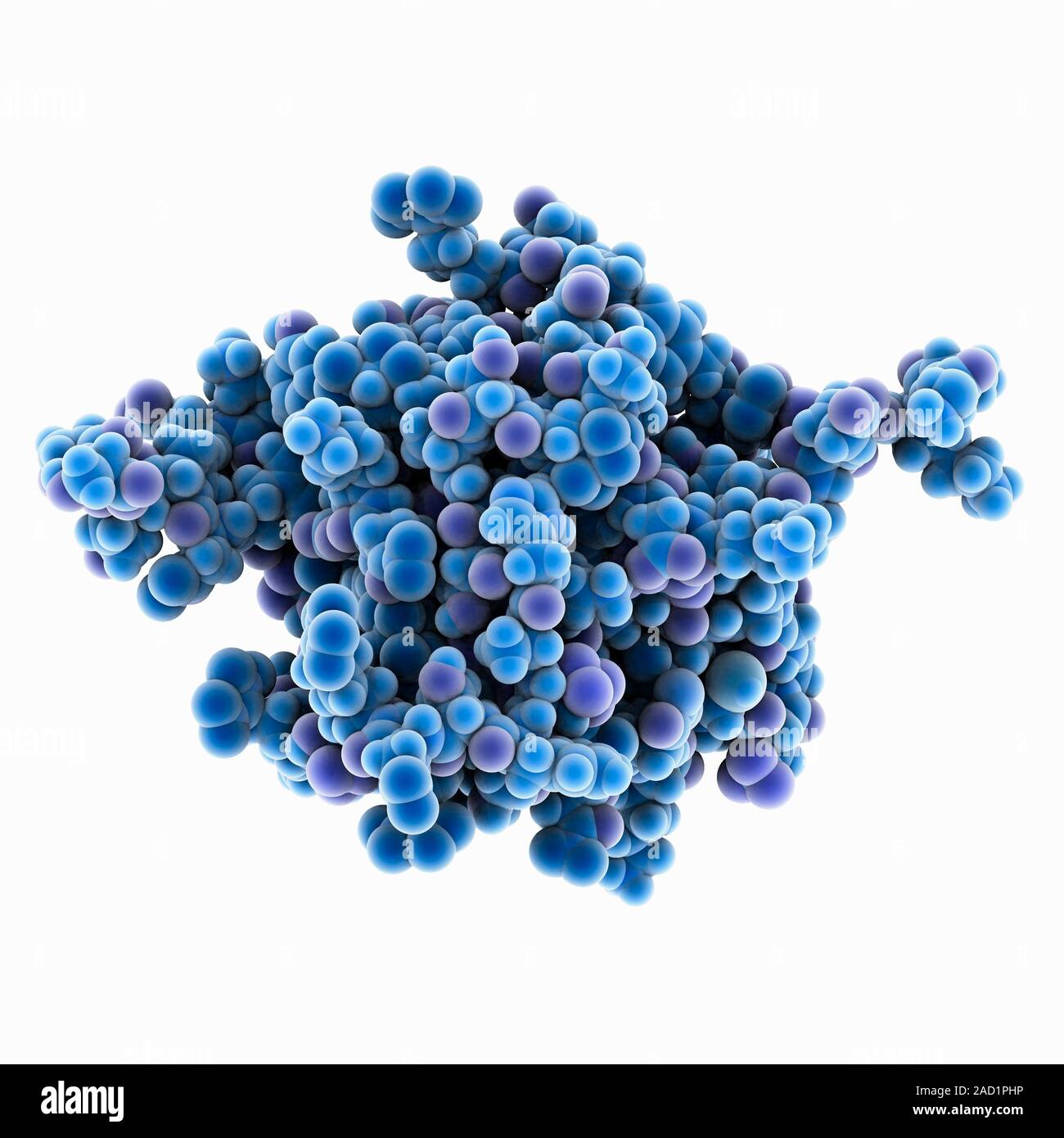 Simian virus (SV40) large T antigen, molecular model. This antigen is ...
