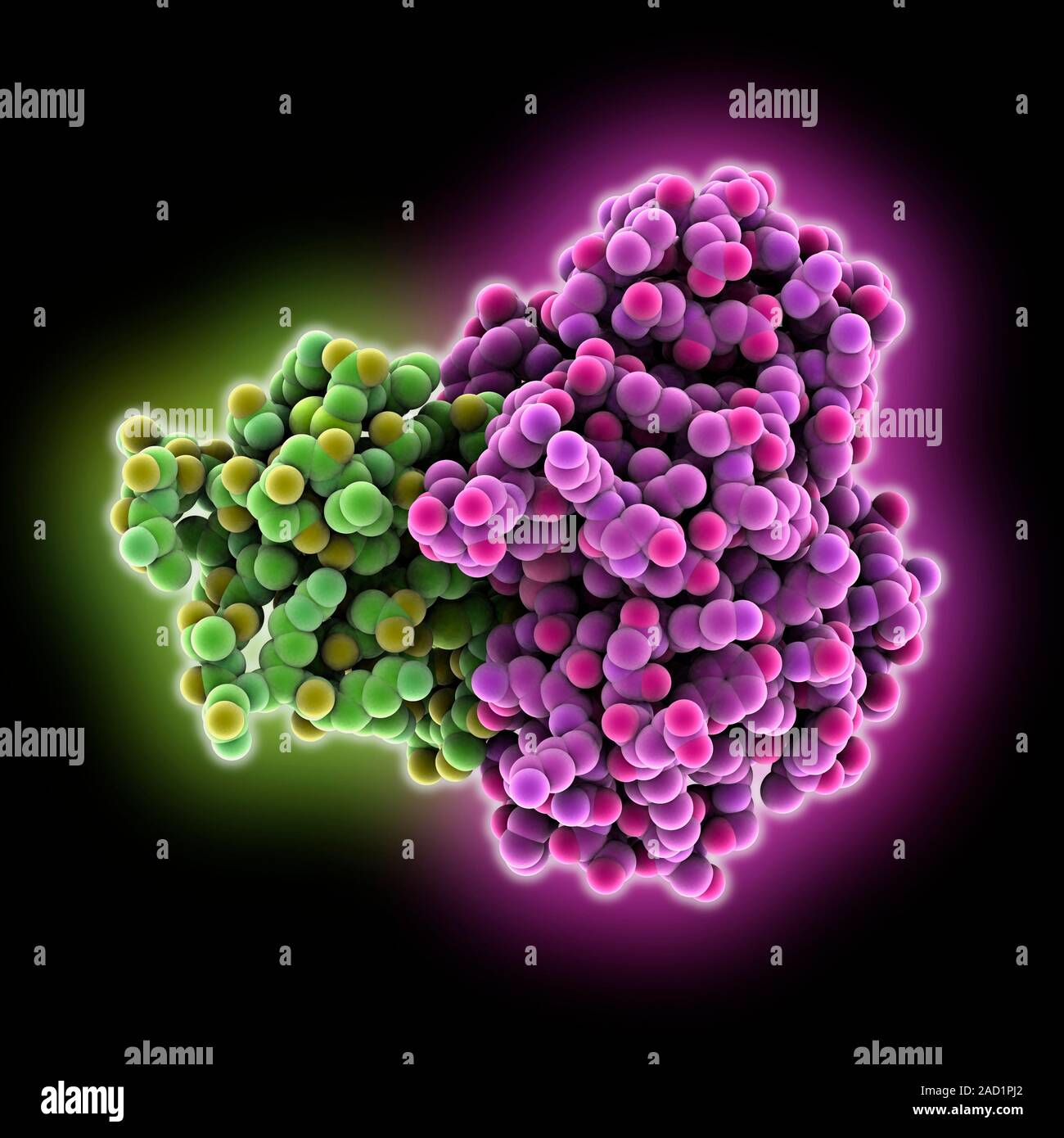 Trypsinogen molecule. Molecular model of trypsinogen, the precursor to ...