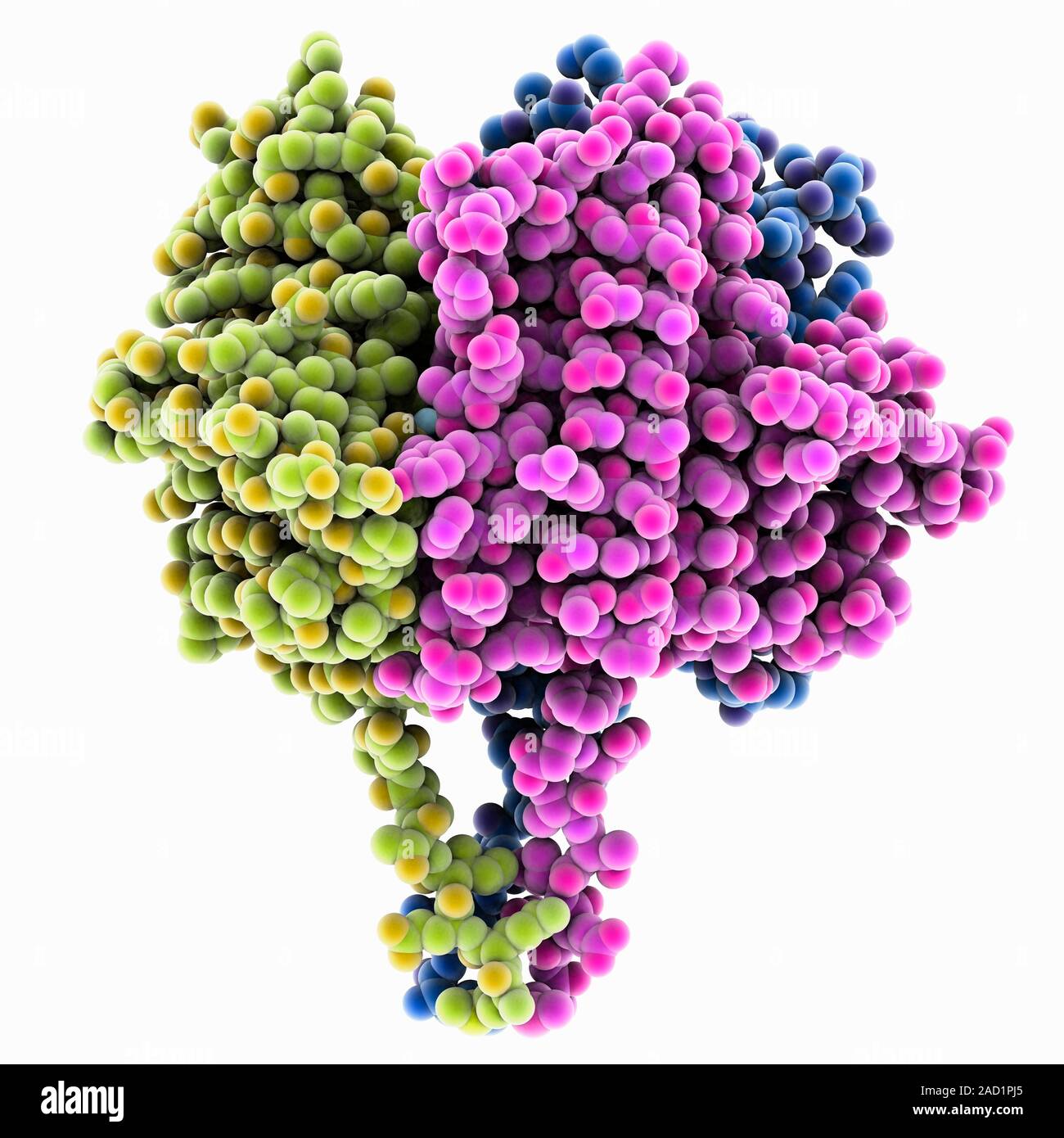 Carbonic anhydrase, molecular model. This enzyme catalyses the ...