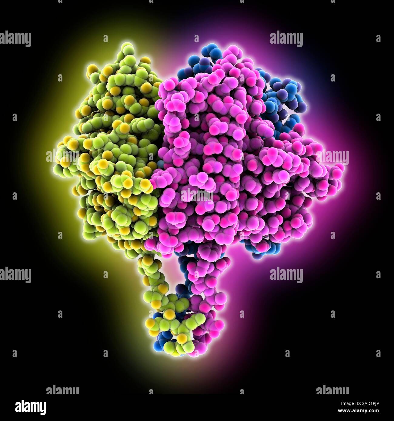 Carbonic anhydrase, molecular model. This enzyme catalyses the ...