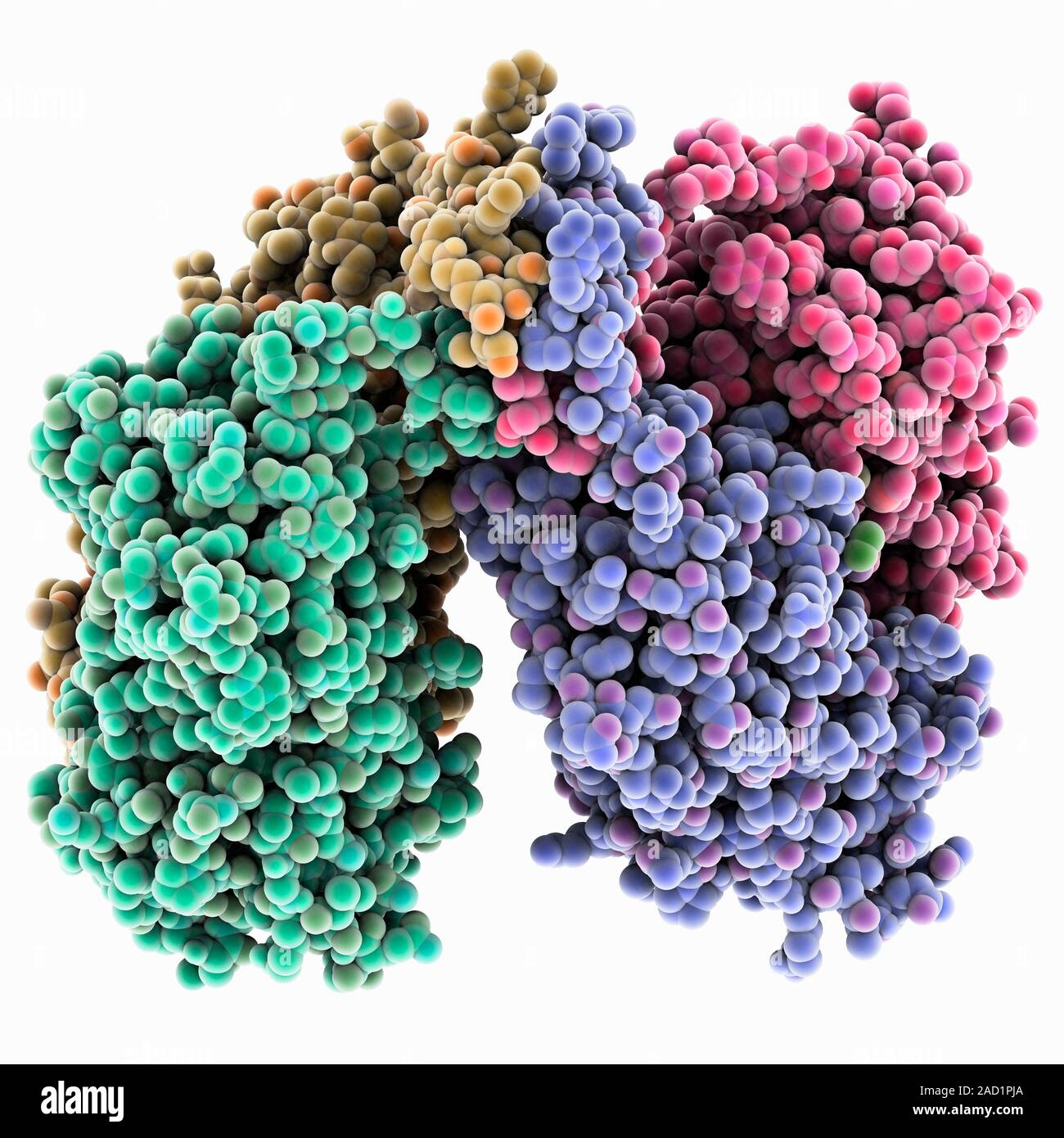 LAC repressor. Molecular model of a LAC (lactose) repressor molecule ...