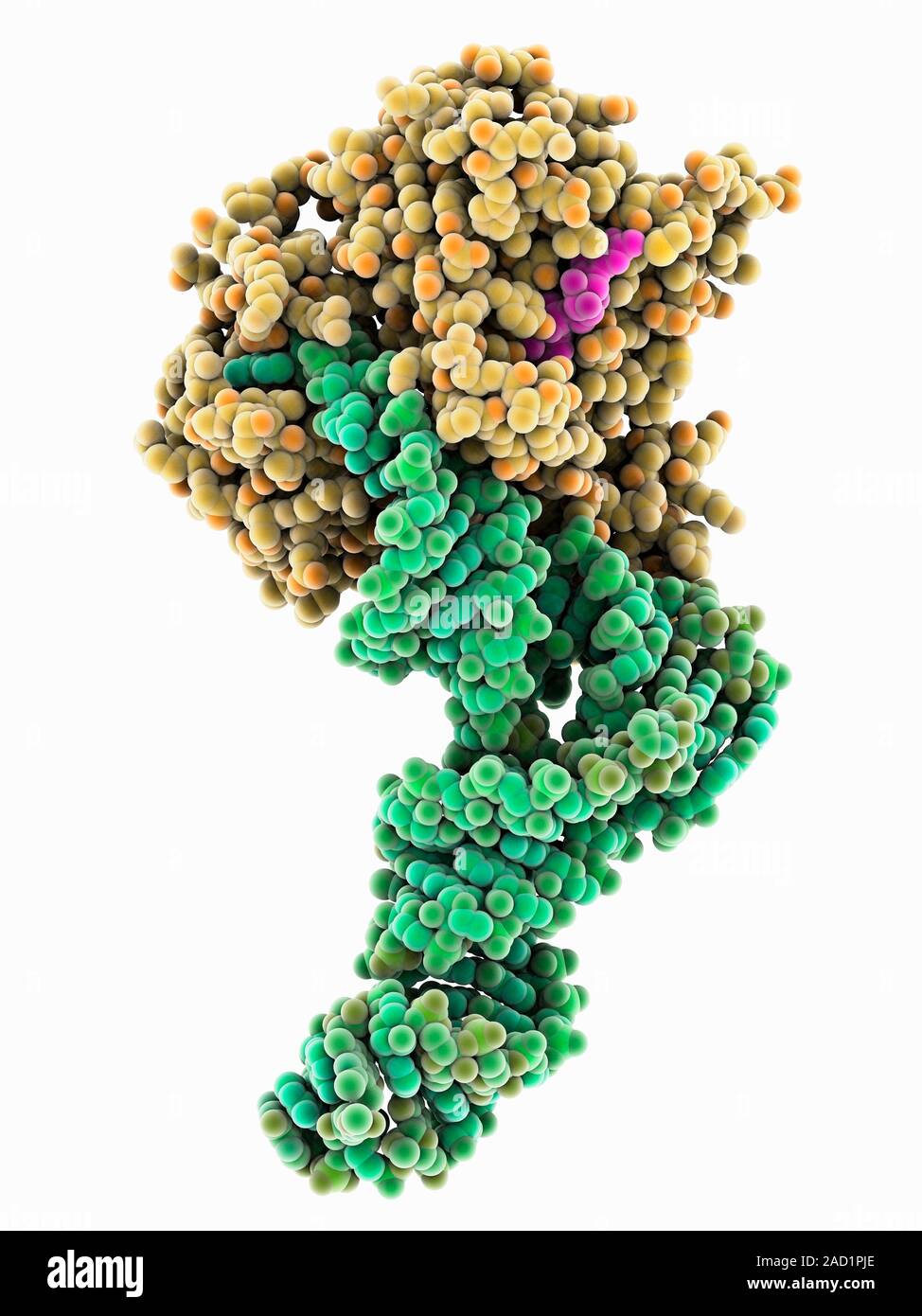 Elongation factor Tu bound to tRNA (transfer ribonucleic acid ...