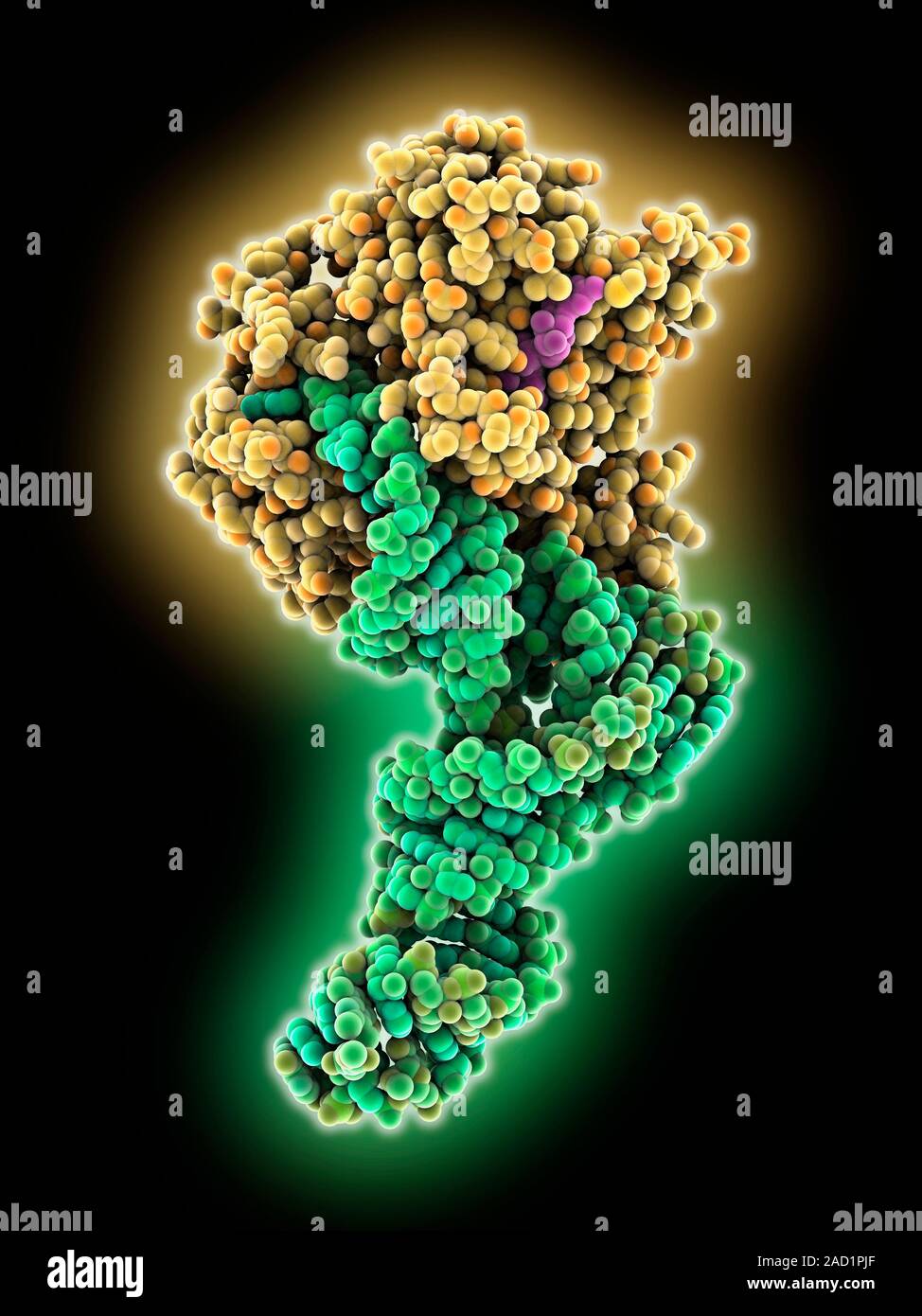 Elongation factor Tu bound to tRNA (transfer ribonucleic acid ...