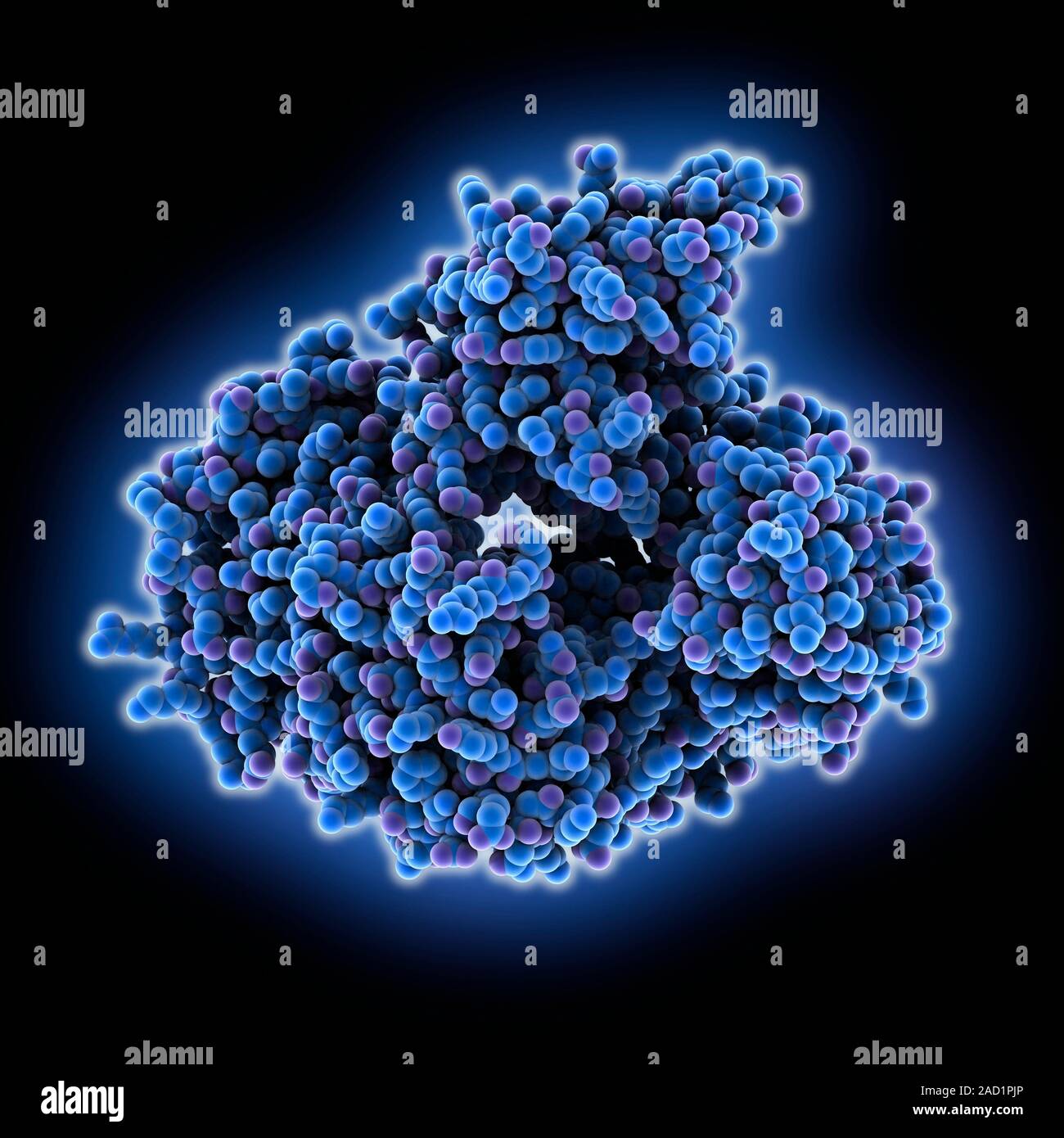 Argonaute protein, molecular model. This protein forms the RNA-induced ...