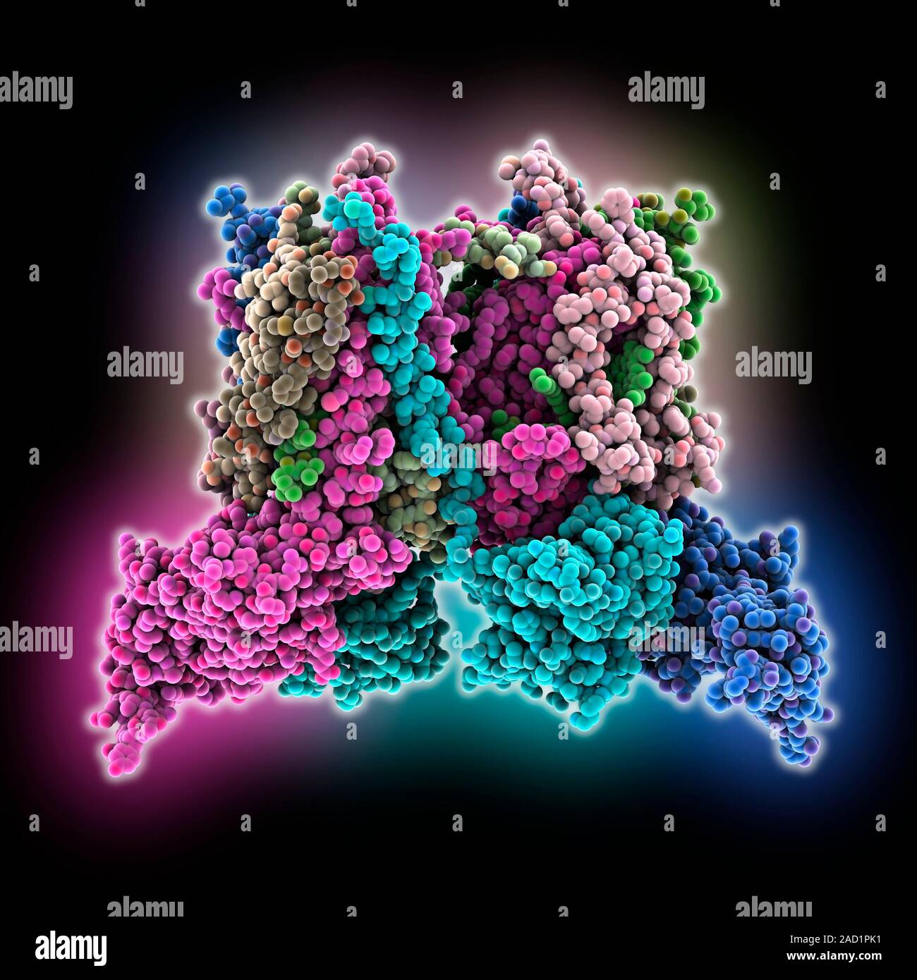 Cytochrome b6f complex, molecular model. Cytochrome molecules perform ...