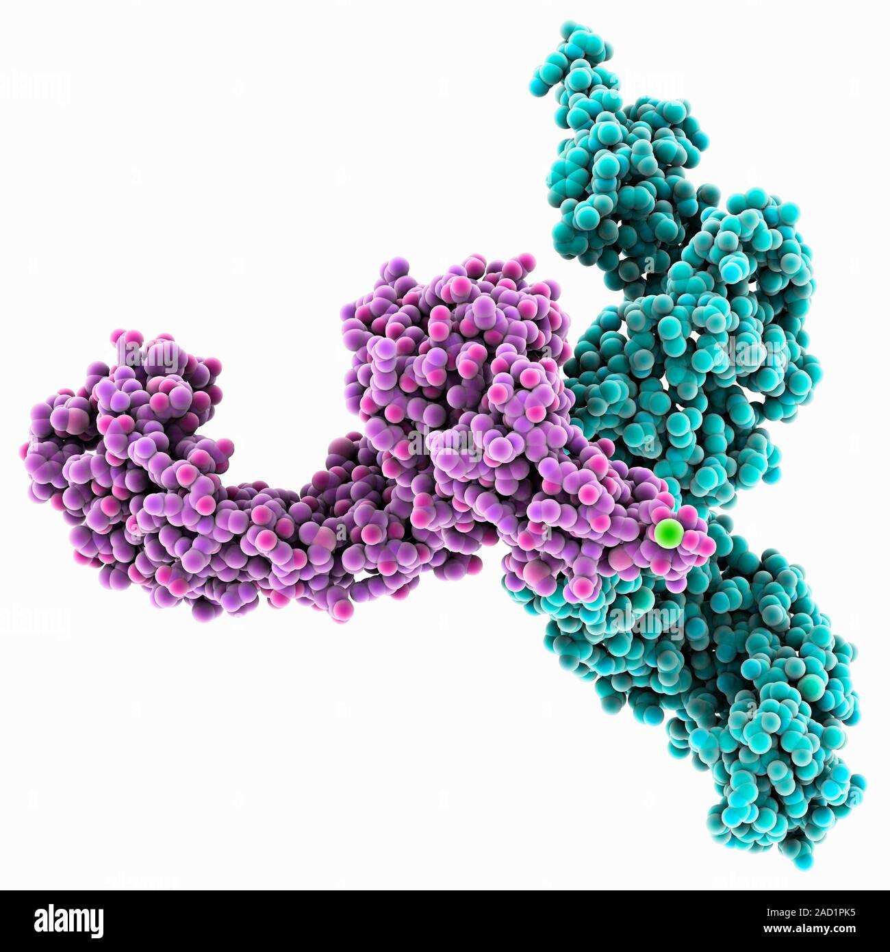 Glycosylation enzyme. Molecular model of the enzyme N-acetylglucosamine ...