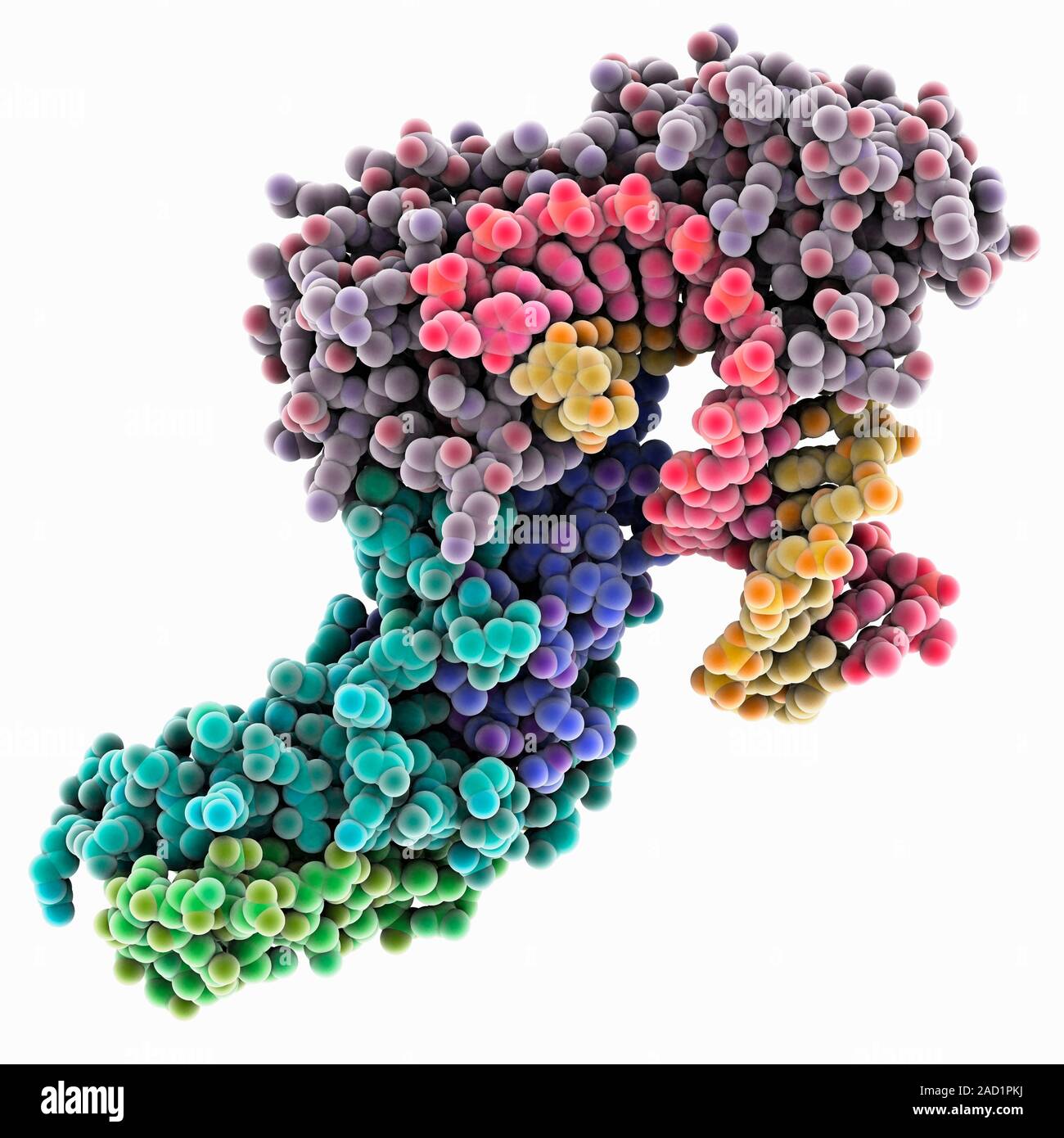 TATA box-binding protein complex. Molecular model showing a yeast TATA ...
