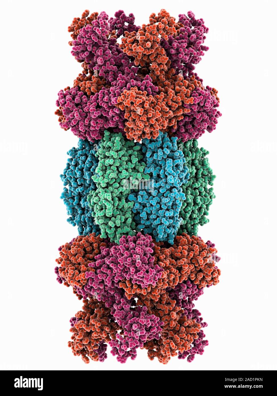 ATP-dependent protease. Molecular model of the bacterial enzyme HsIUV ...