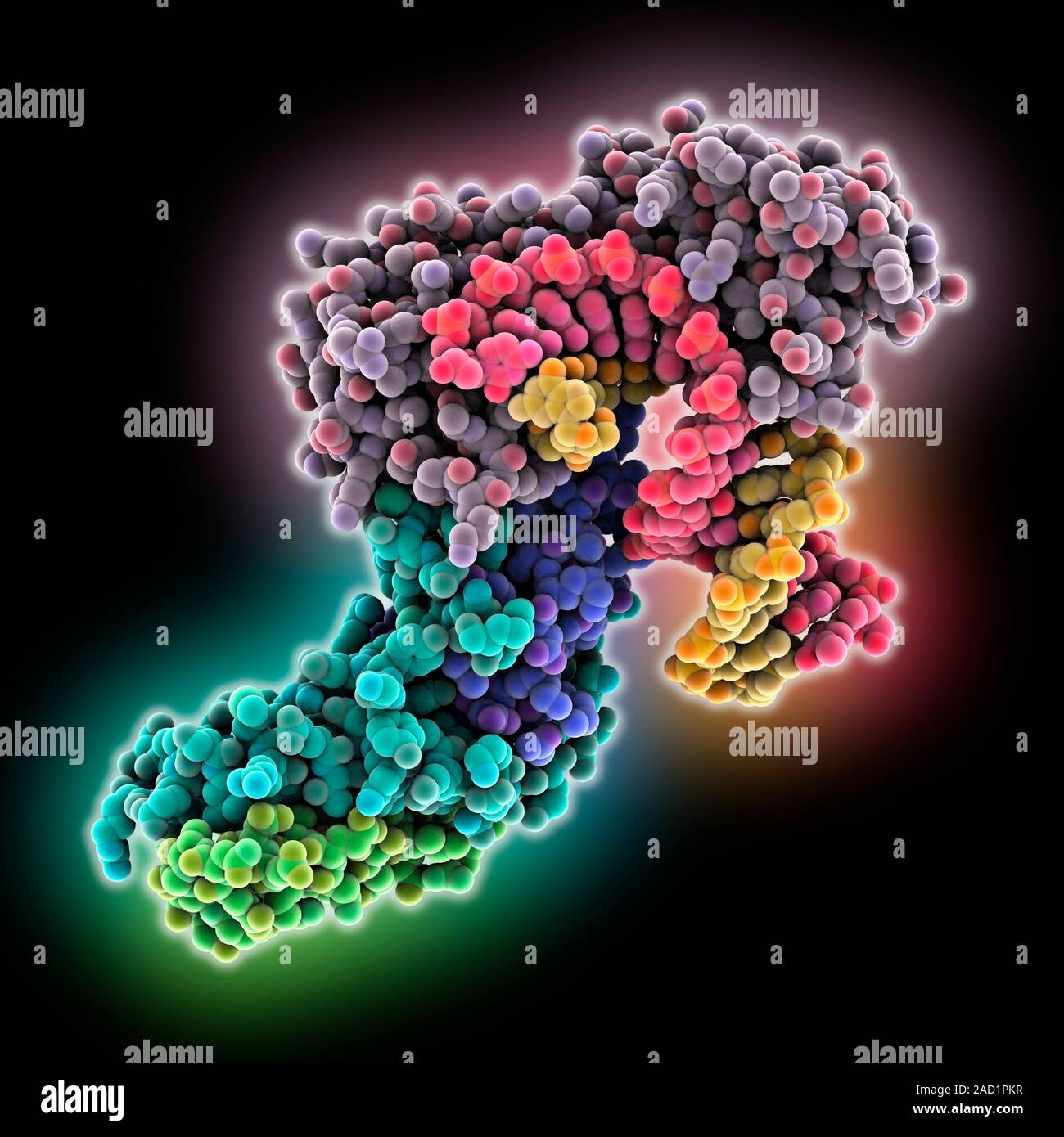 TATA box-binding protein complex. Molecular model showing a yeast TATA ...