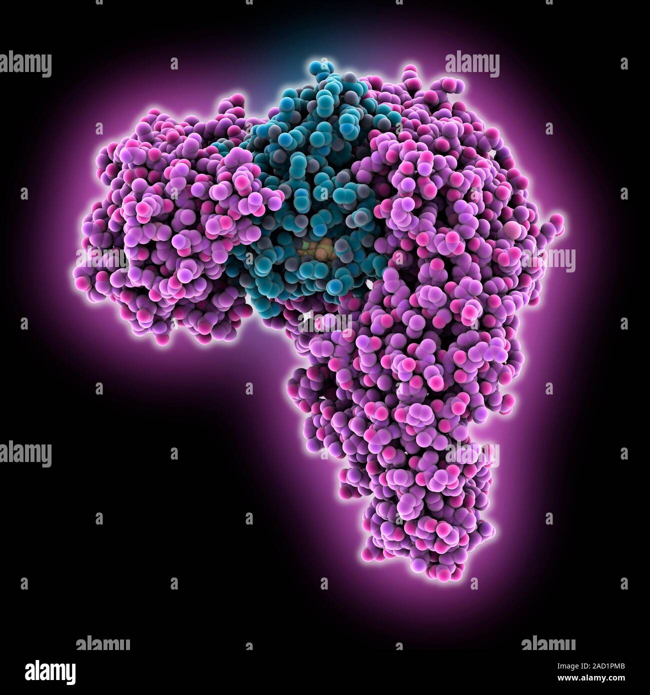 Nuclear import complex. Molecular model of an importin protein ...
