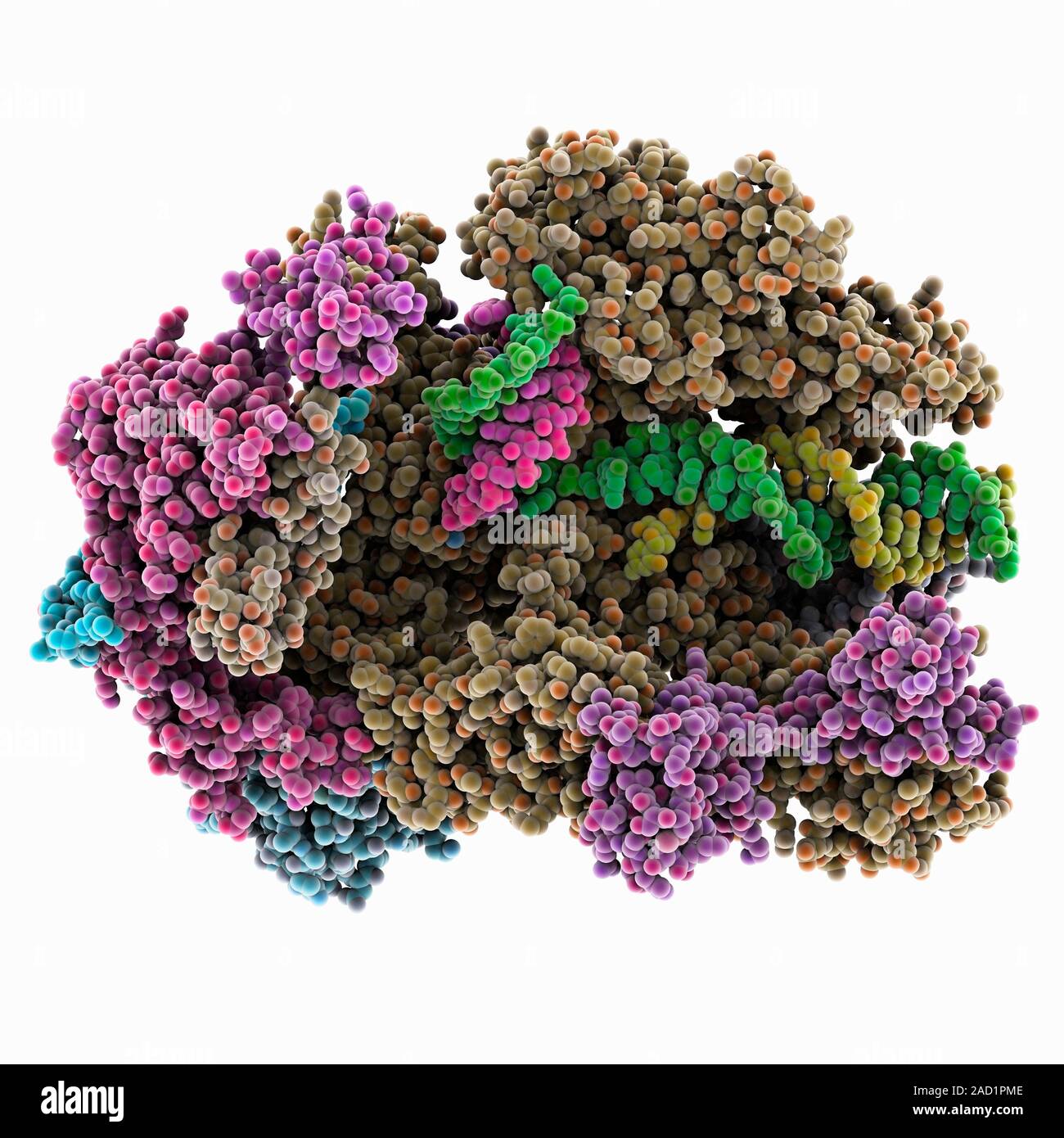 DNA transcription. Molecular model of the enzyme RNA polymerase II ...