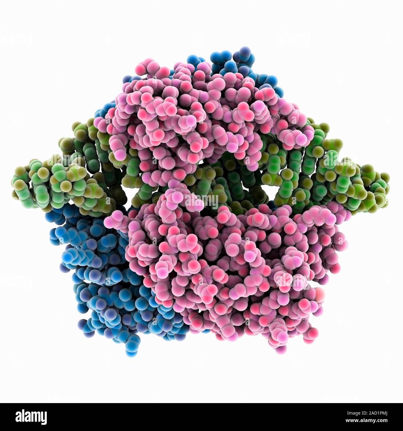 Double-stranded RNA-ribonuclease III. Molecular model of ribonuclease ...