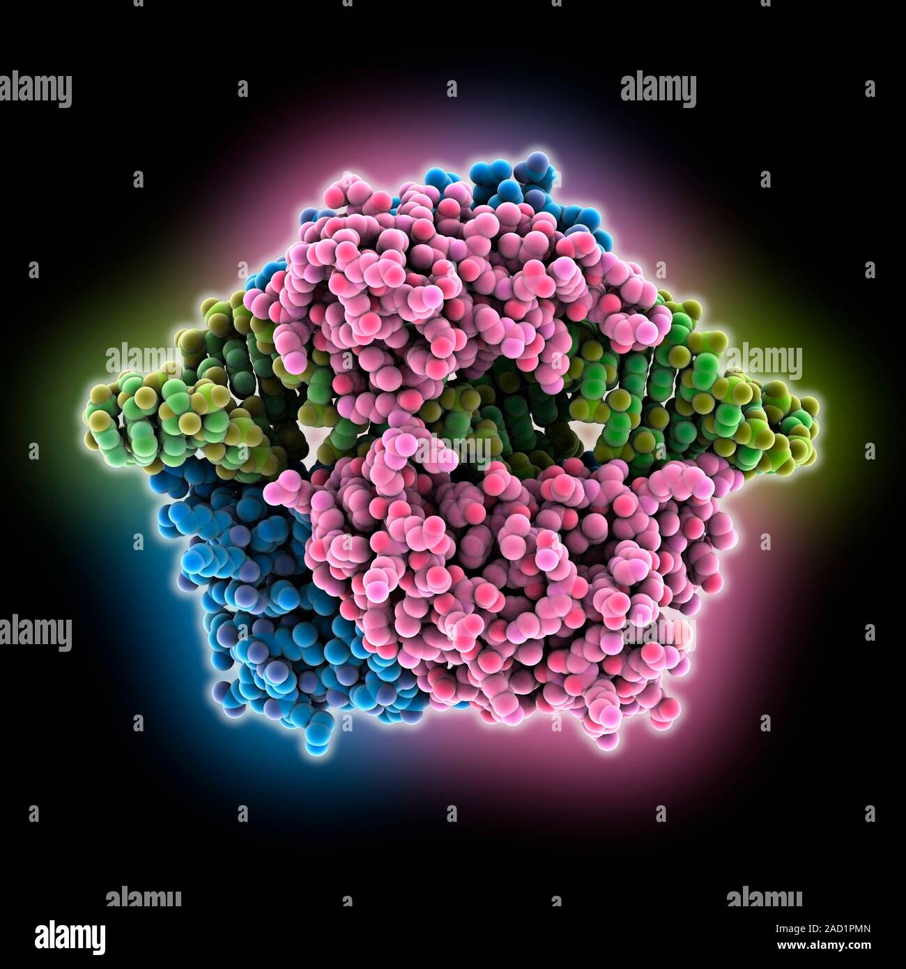 Double-stranded RNA-ribonuclease III. Molecular model of ribonuclease ...