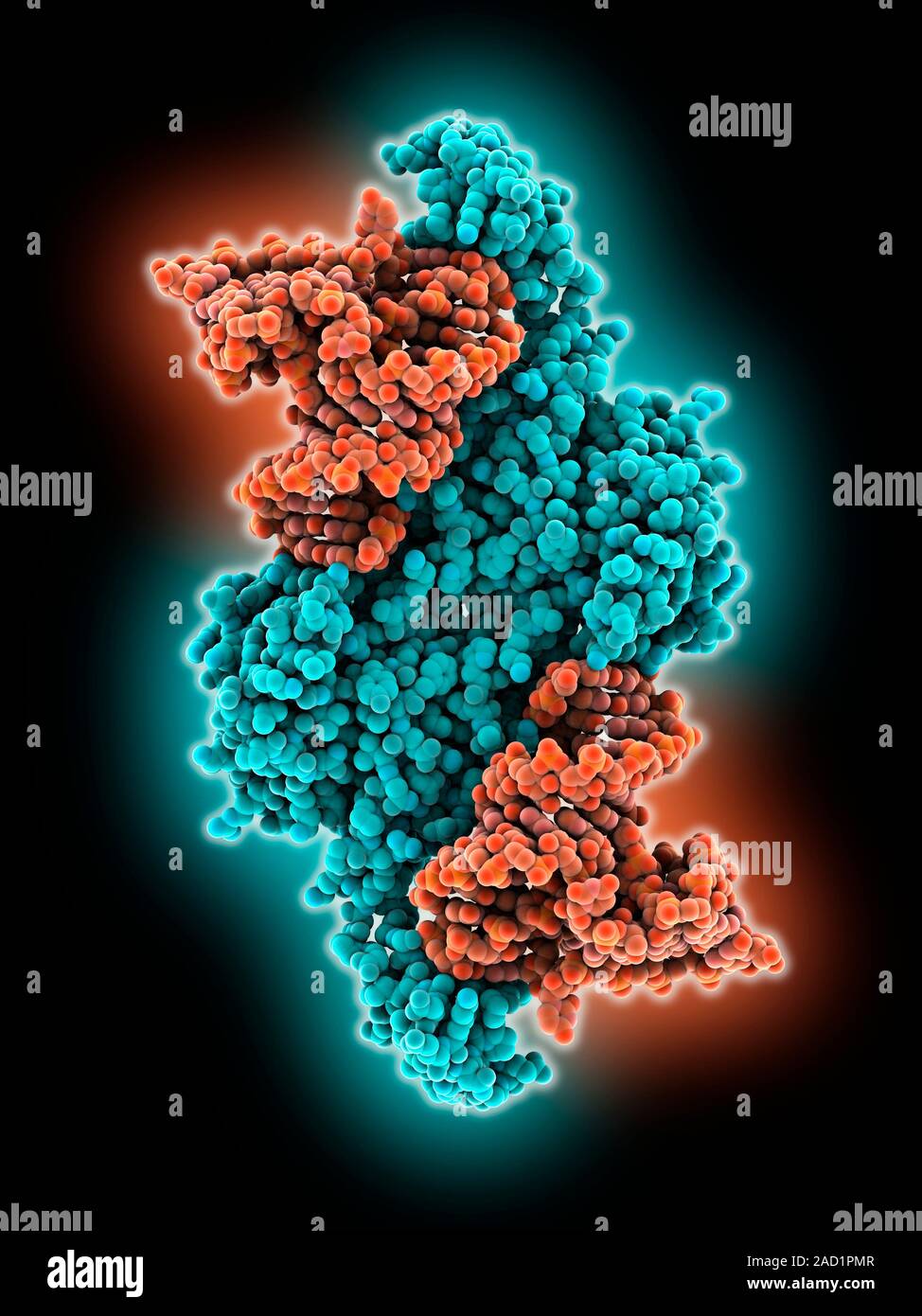 Ribonuclease bound to transfer RNA, molecular model. This complex ...