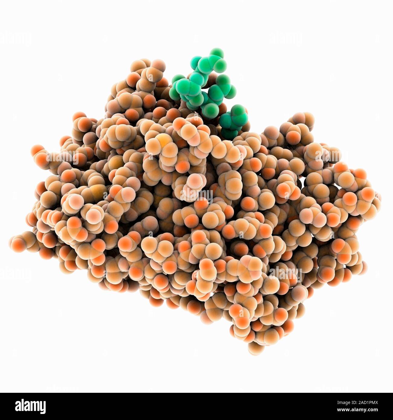 Molecular model of the human epidermal growth factor receptor showing ...