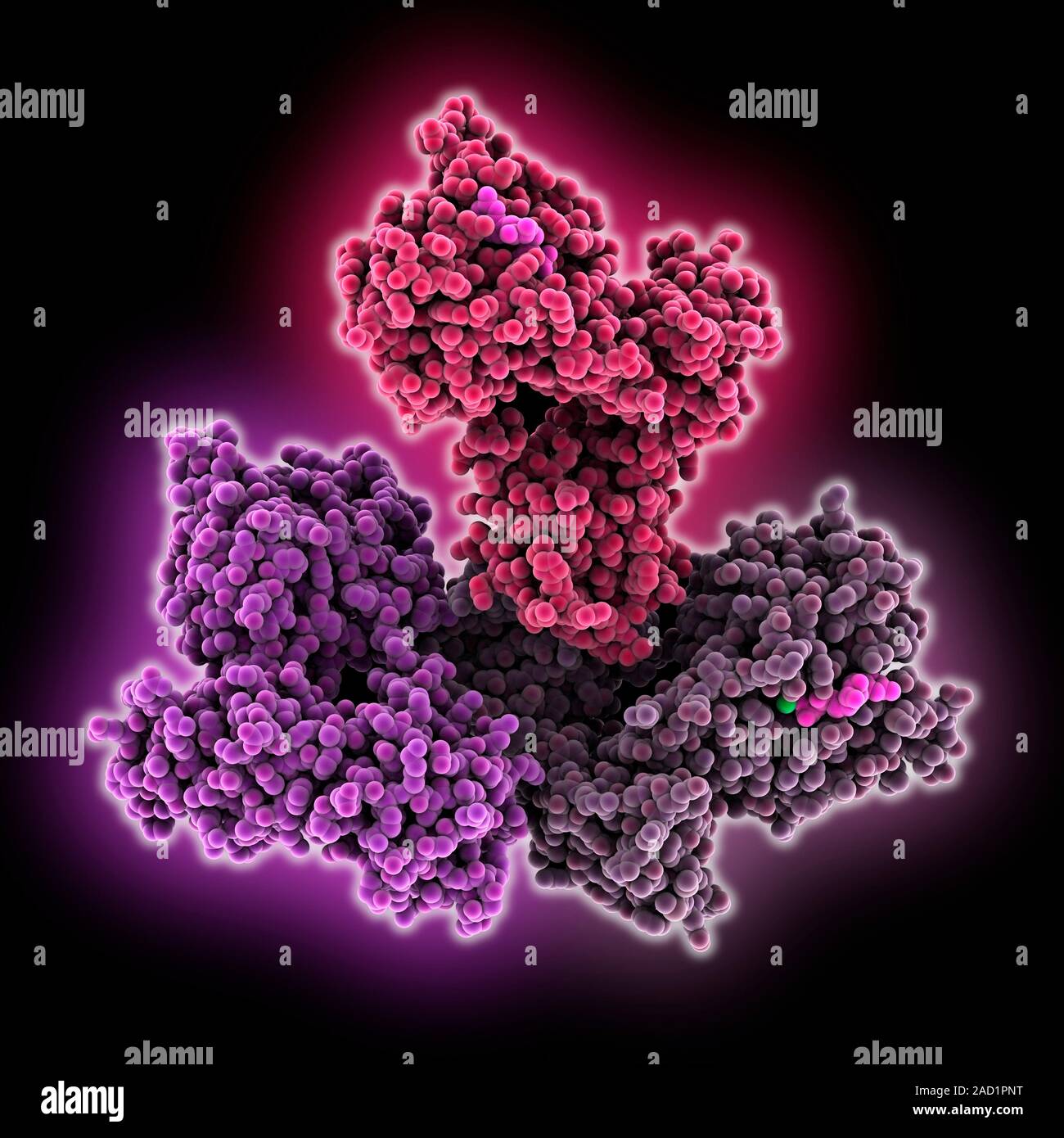 Molecular model of elongation factor complexed with GDP (guanosine ...