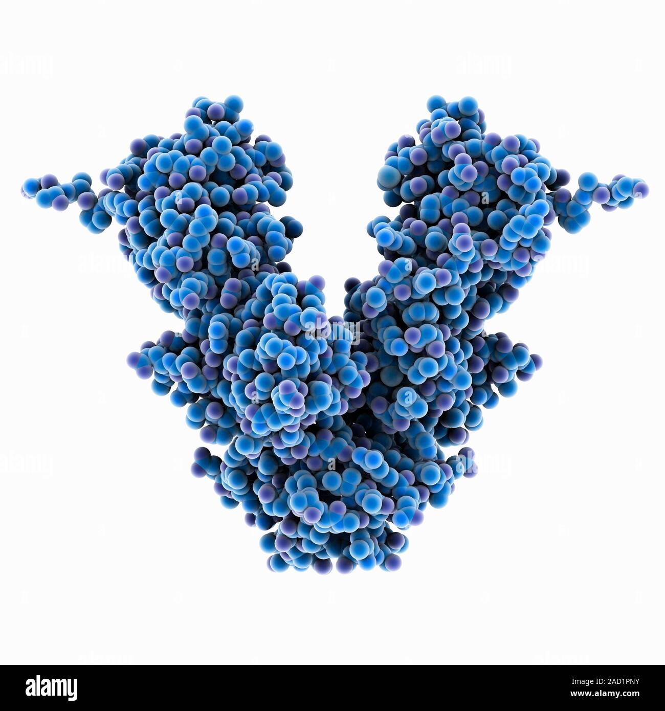 Molecular model of the enzyme caspase-activated DNase, a protein ...