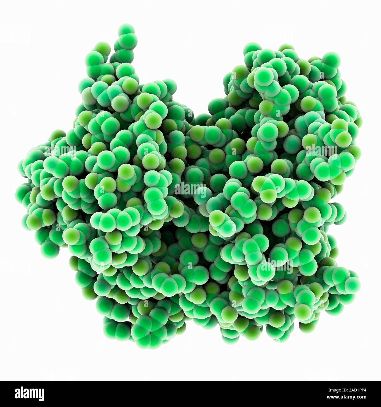 Bioluminescent enzyme. Molecular model of the bioluminescent enzyme ...