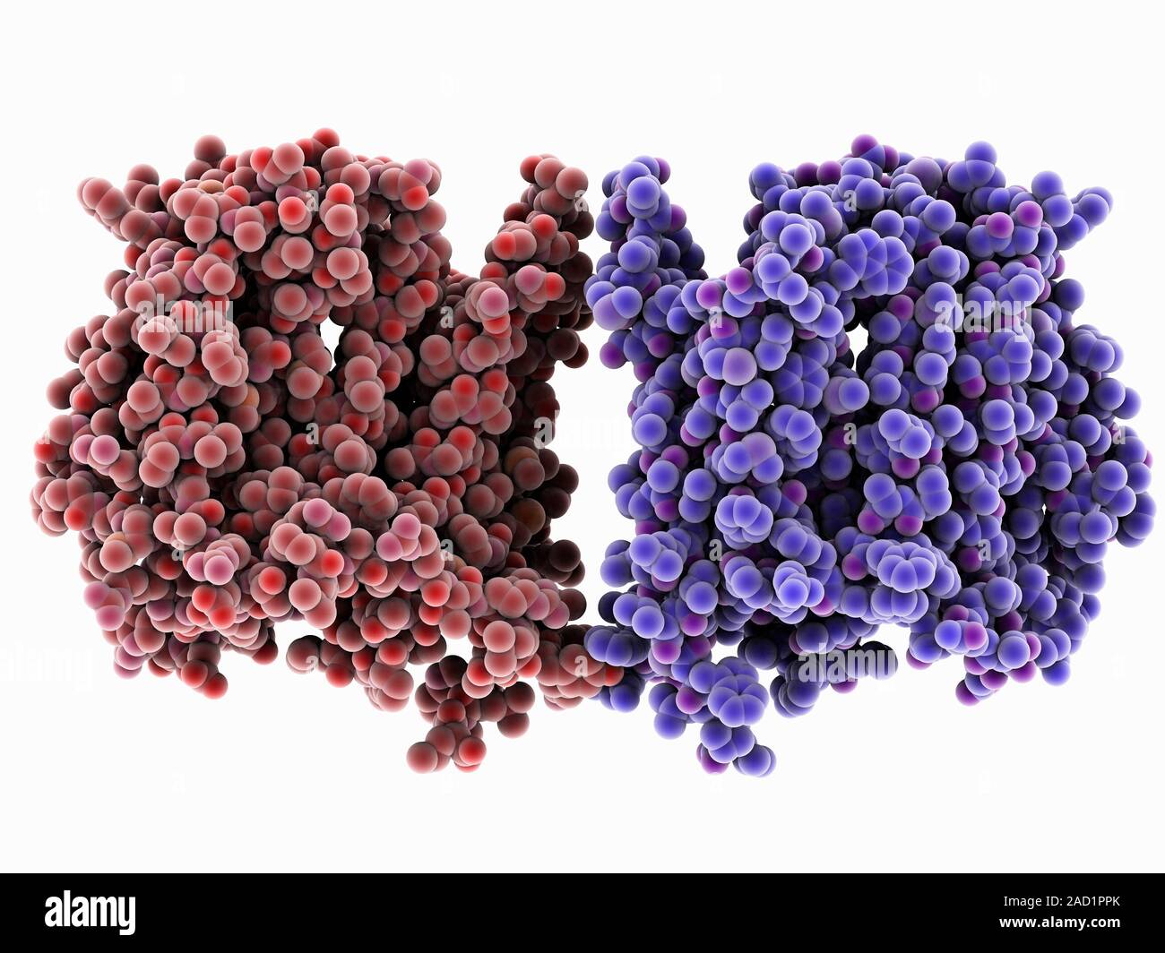 Multidrug transporter. Molecular model of the multidrug transporter ...