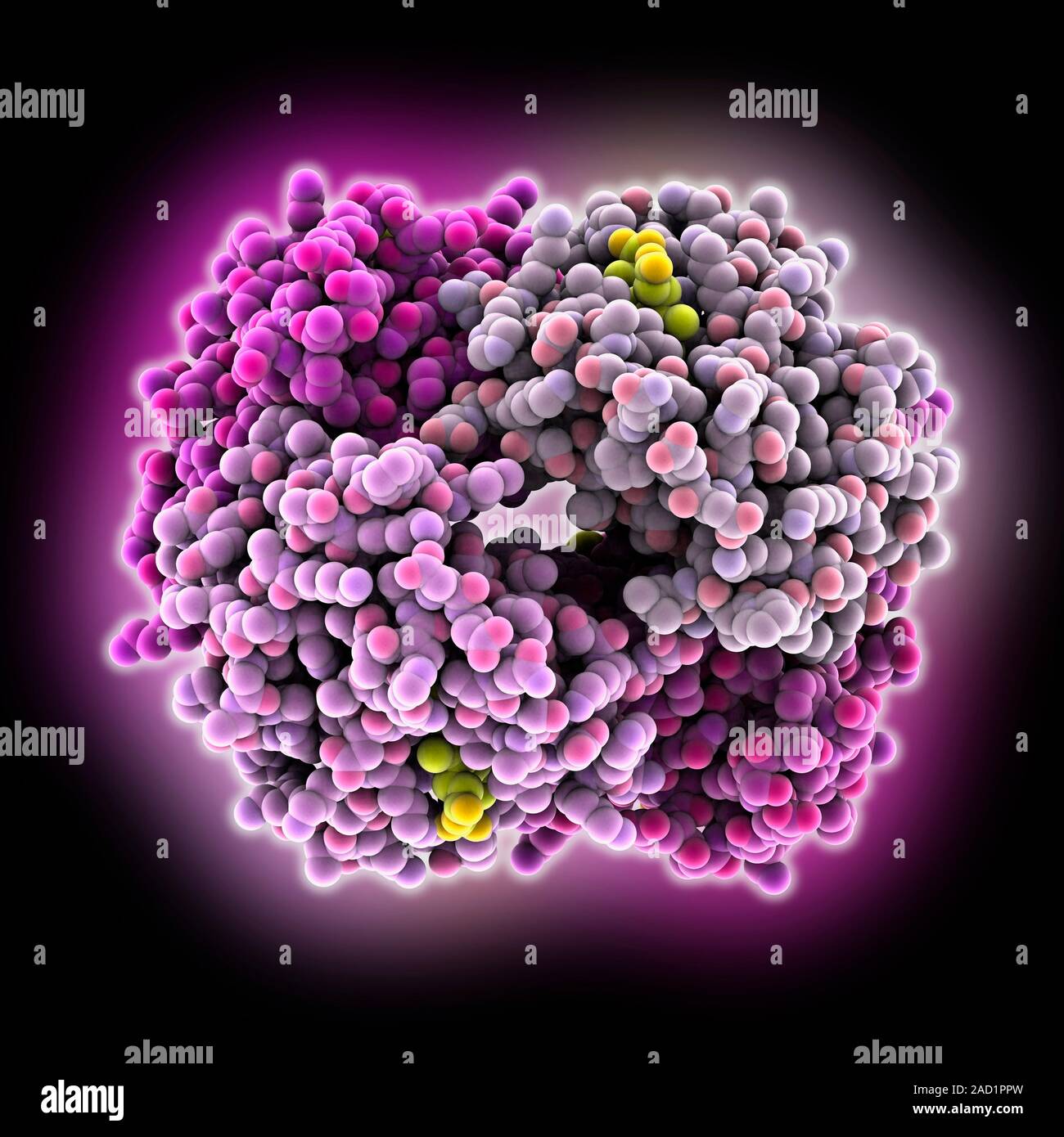 Haemoglobin, molecular model. This is deoxyhaemoglobin, the molecule in ...