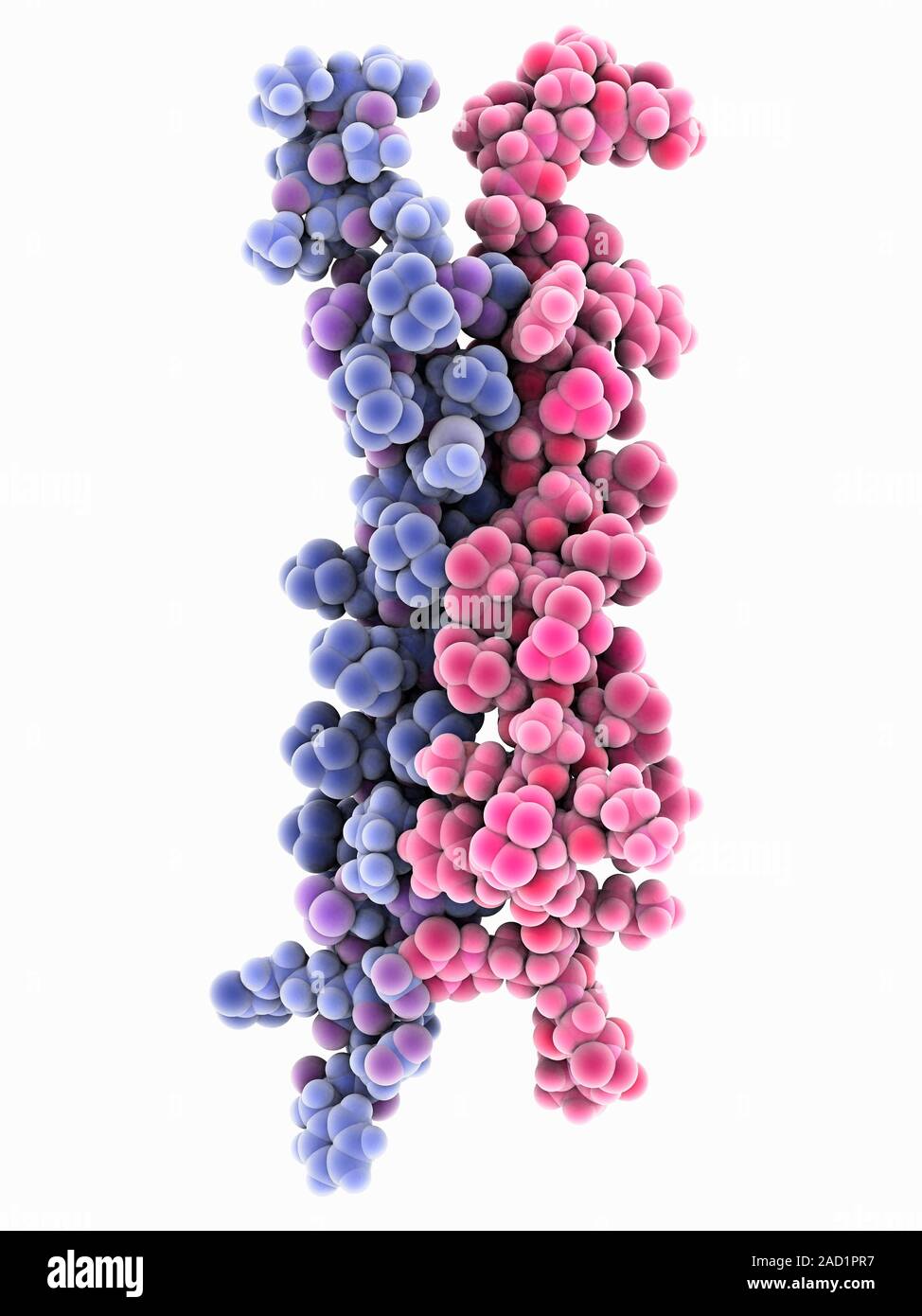 Integrin transmembrane domain, molecular model. Integrins are ...