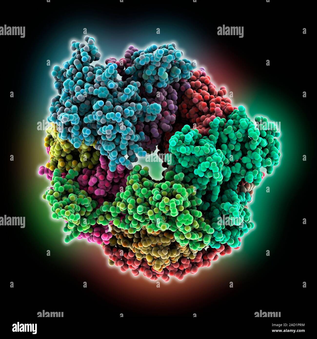 RNA exosome complex, molecular model. This multi-protein complex ...