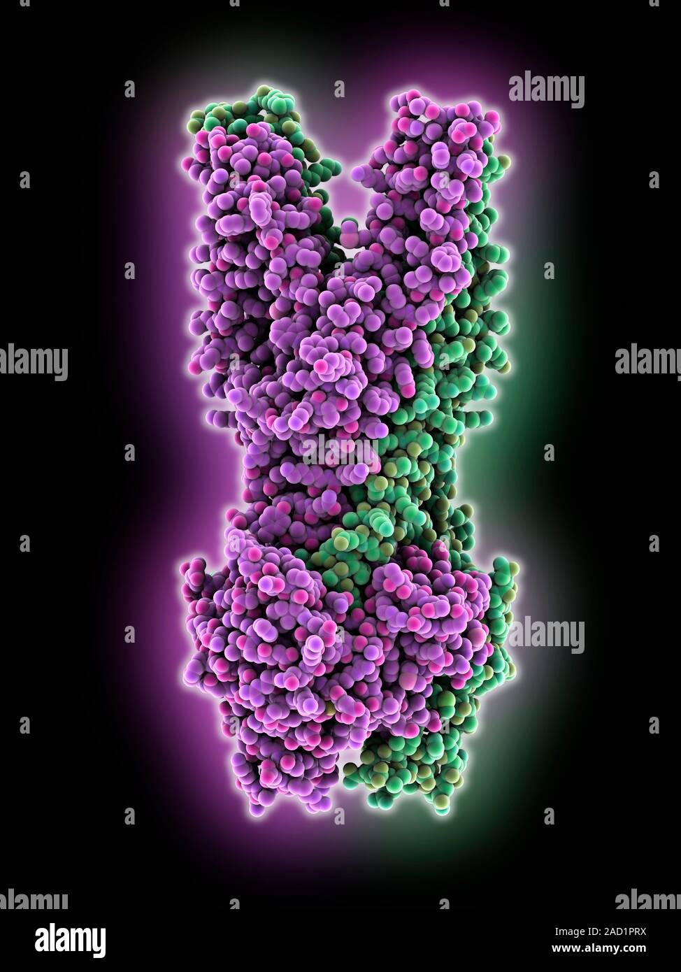 Multidrug transporter. Molecular model of the multidrug transporter ...