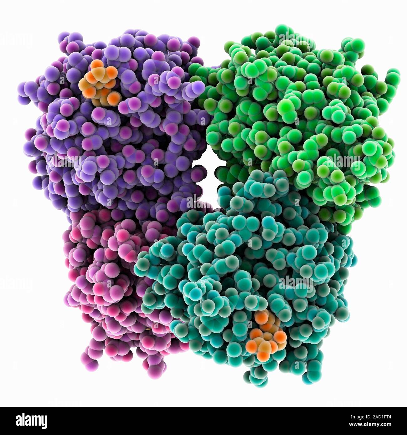 Lactose binding protein. Molecular model of a lectin protein from the ...
