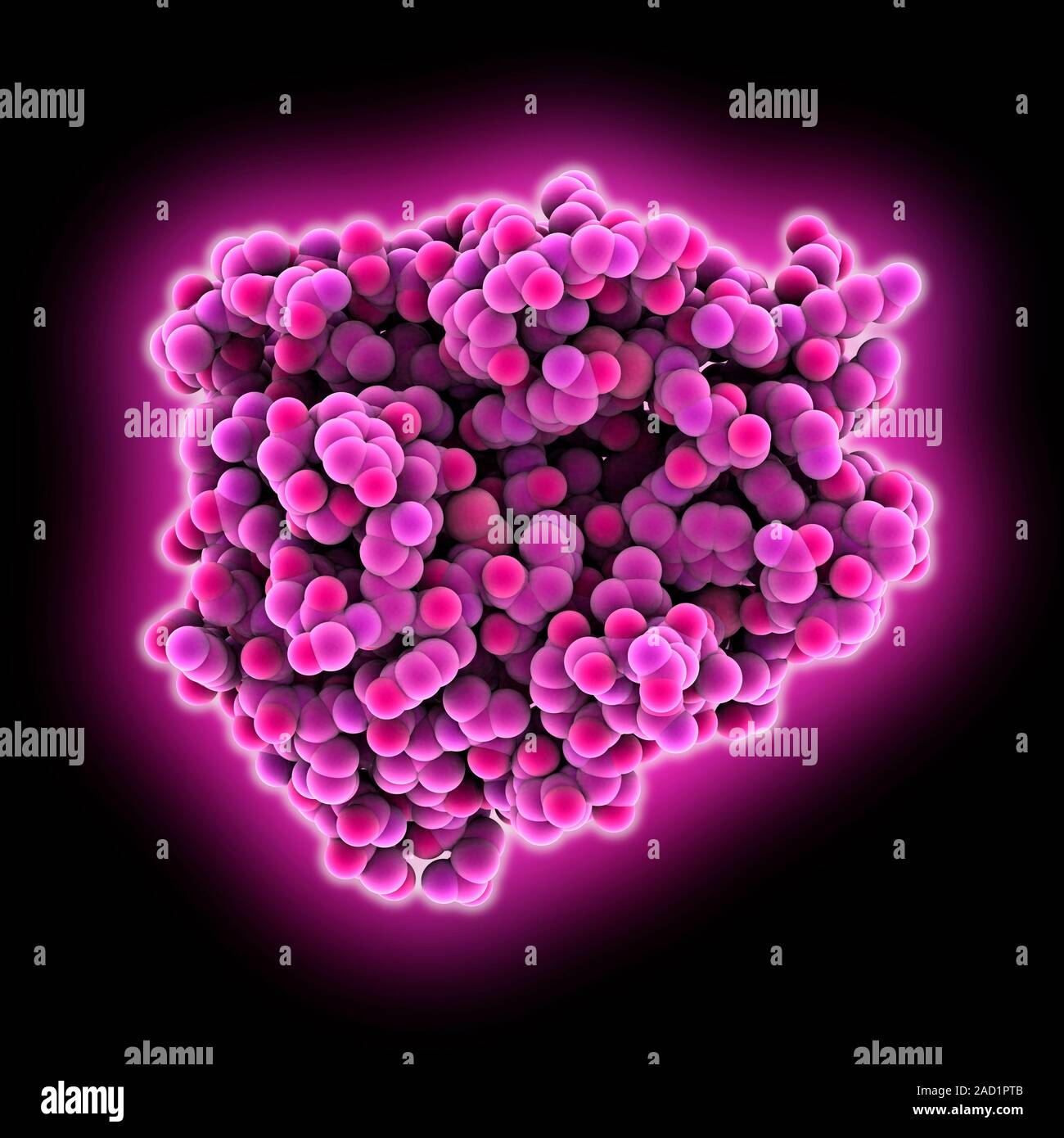 Trypsin molecule. Molecular model of the digestive protease enzyme ...