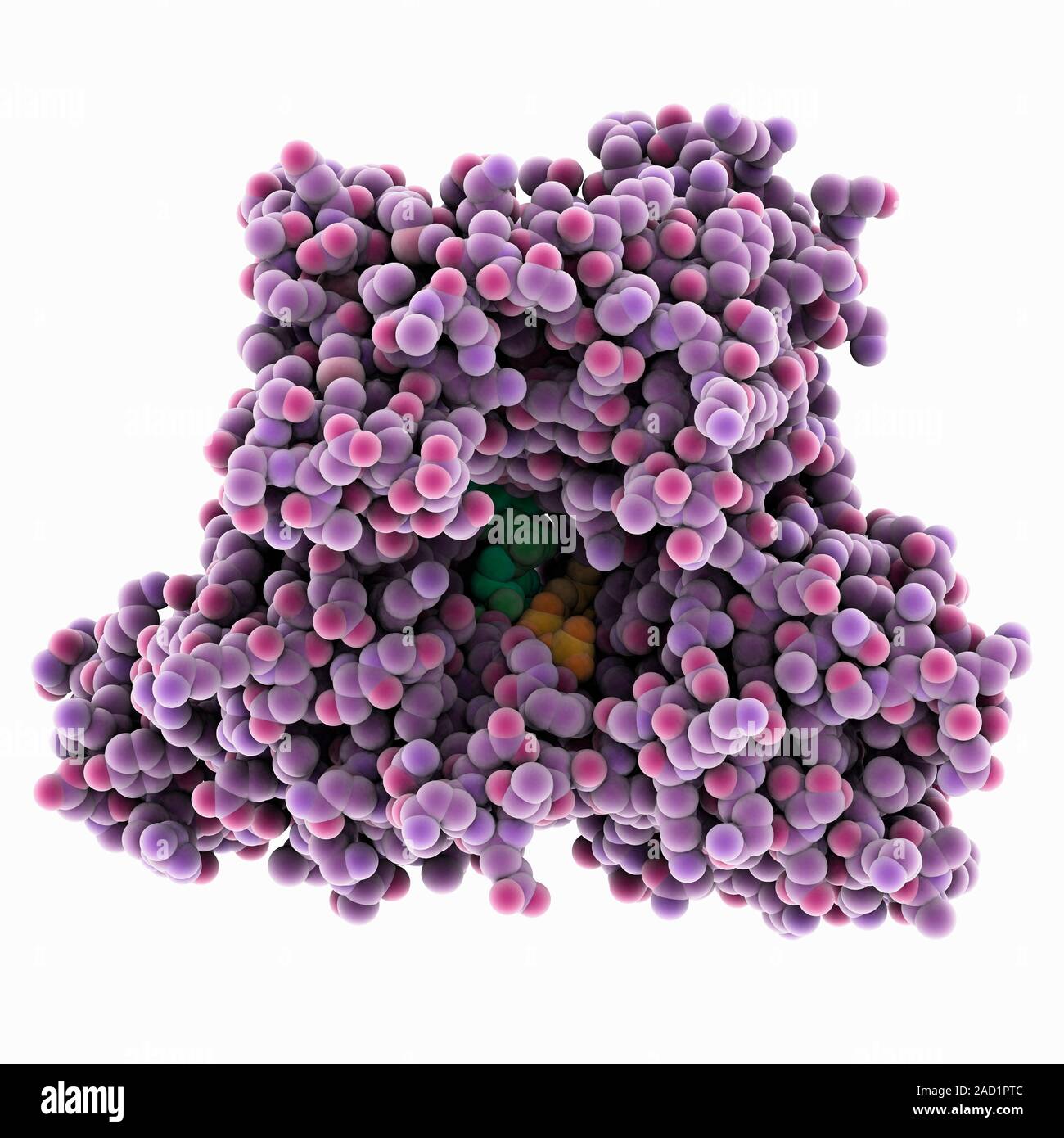 Poly(A) polymerase and RNA. Molecular model of poly(A) polymerase ...