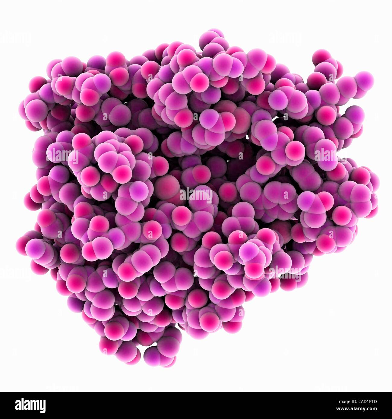 Trypsin molecule. Molecular model of the digestive protease enzyme ...