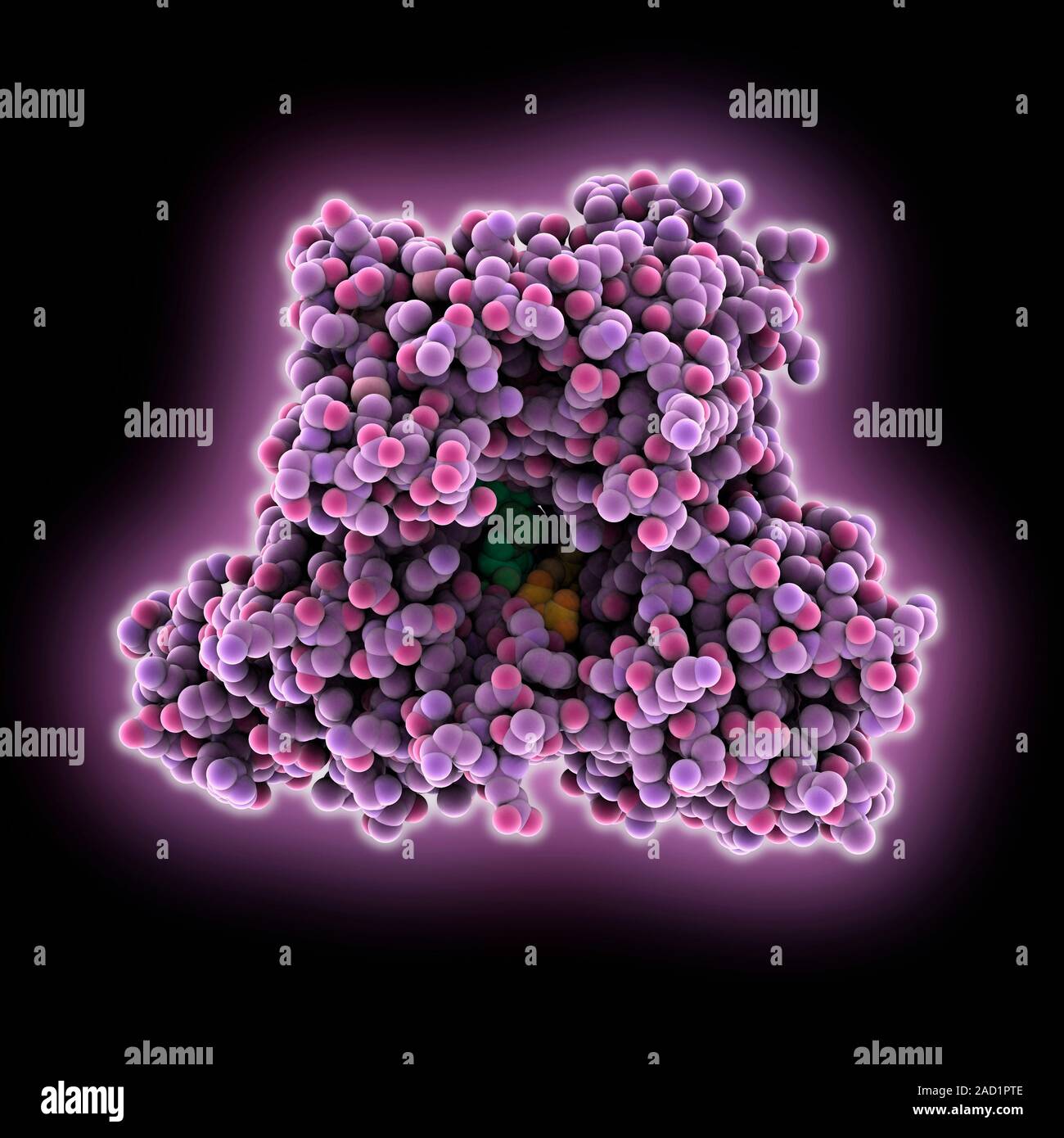 Poly(A) polymerase and RNA. Molecular model of poly(A) polymerase ...