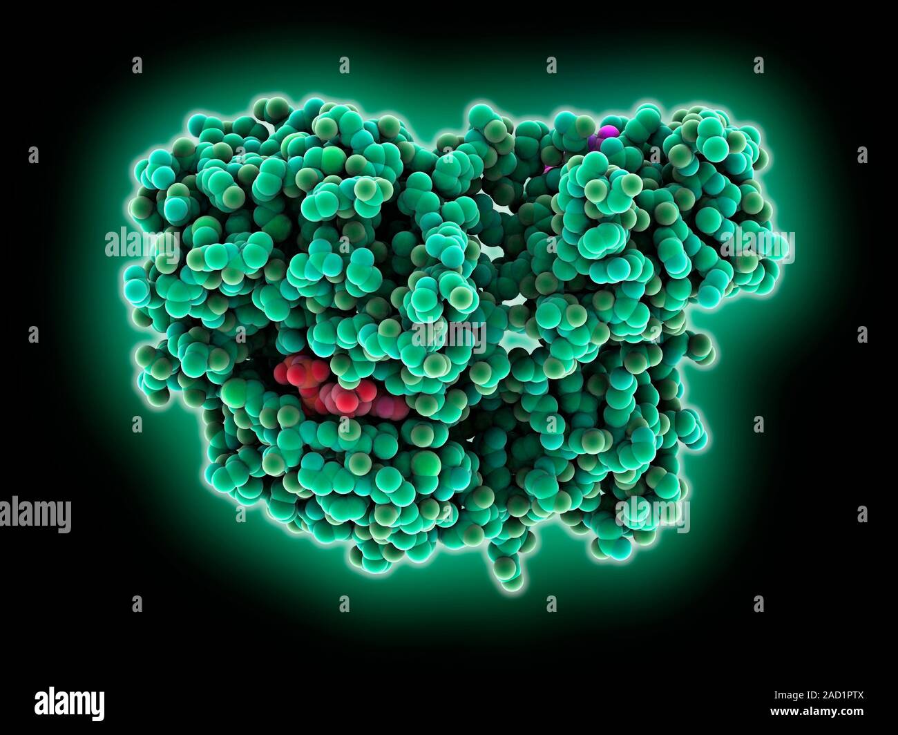 Src protein, molecular model. Src is a tyrosine kinase, a signalling ...