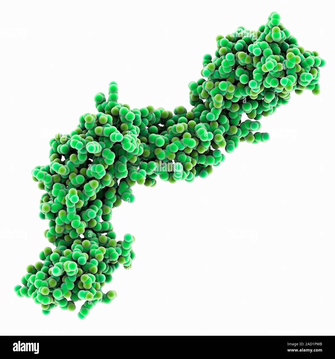 CD4 protein. Molecular model of the CD4 T cell (T lymphocyte) receptor ...