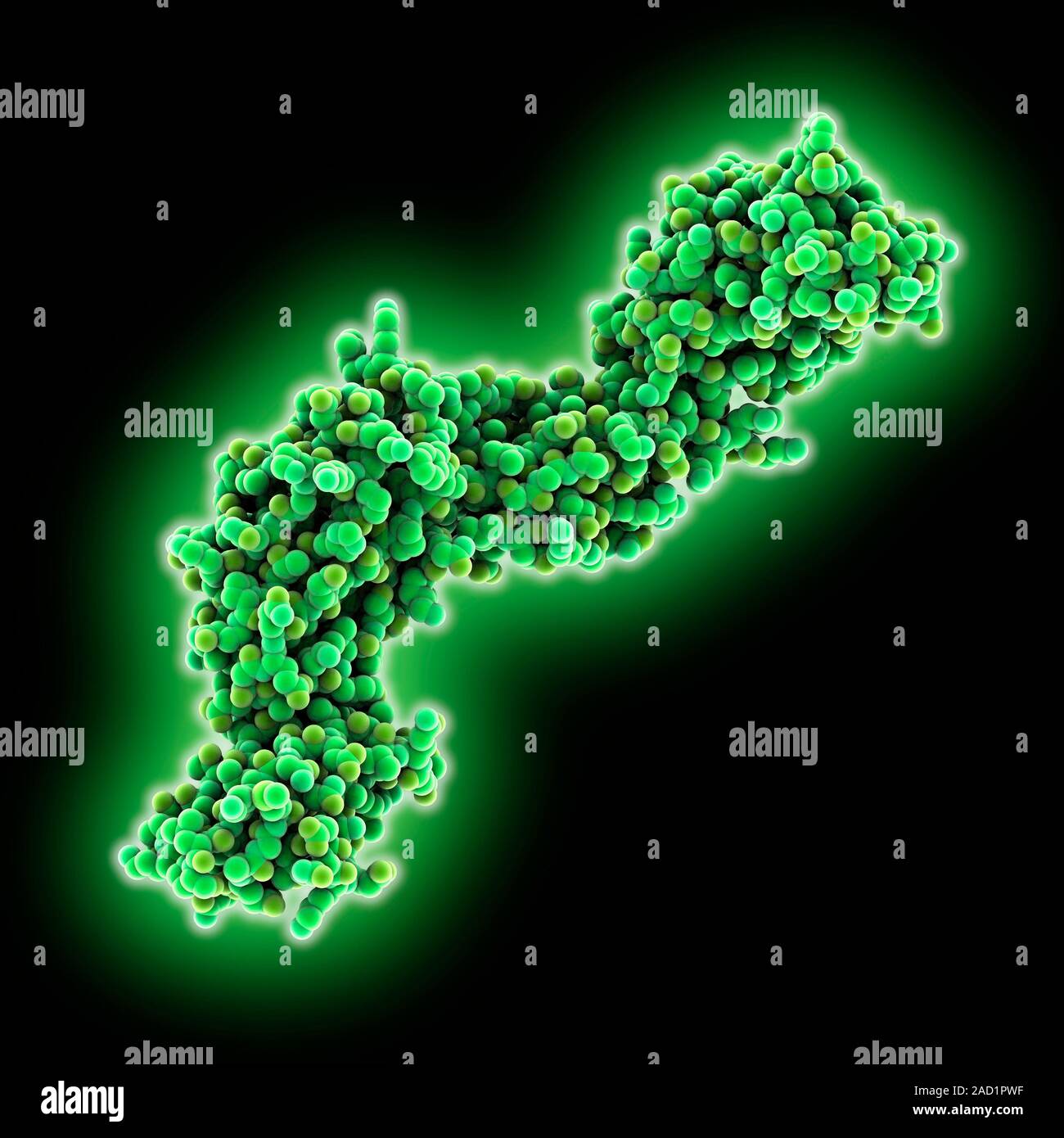 CD4 protein. Molecular model of the CD4 T cell (T lymphocyte) receptor ...