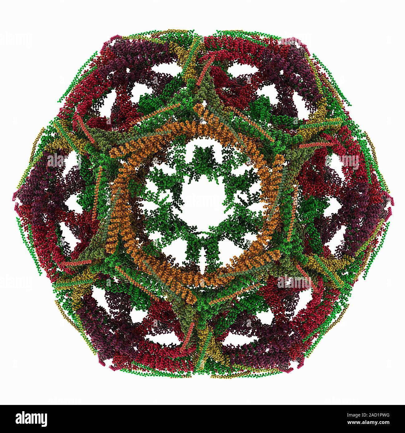 Clathrin lattice, molecular model. This polyhedral protein lattice ...