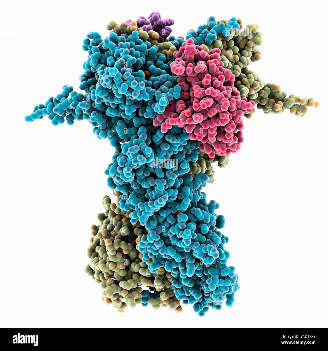 Heat shock protein 90 (Hsp90) chaperone complex, molecular model. Hsp90 ... Heat shock protein 90 (Hsp90) chaperone complex, molecular model. Hsp90 ...