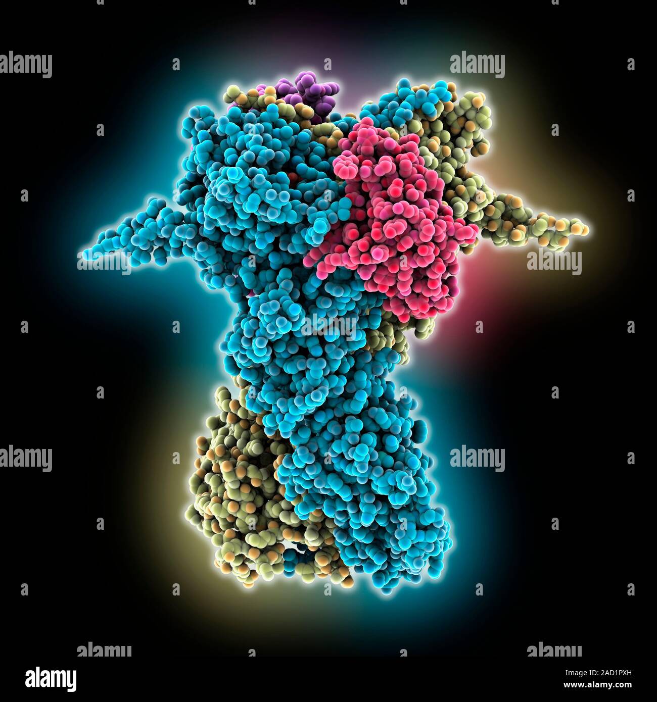 Heat shock protein 90 (Hsp90) chaperone complex, molecular model. Hsp90 ... Heat shock protein 90 (Hsp90) chaperone complex, molecular model. Hsp90 ...