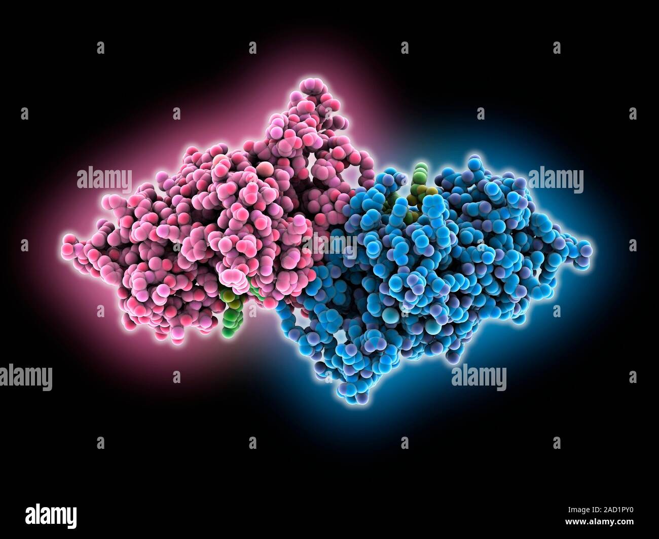Molecular model of poly(A)-specific ribonuclease (PARN) complexed with ...