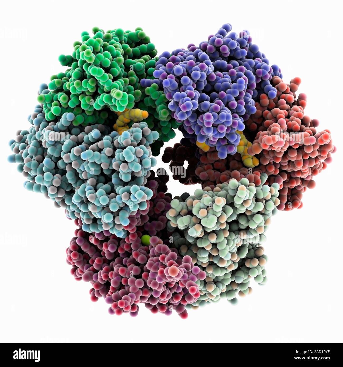 RNA exosome complex, molecular model. This multi-protein complex ...
