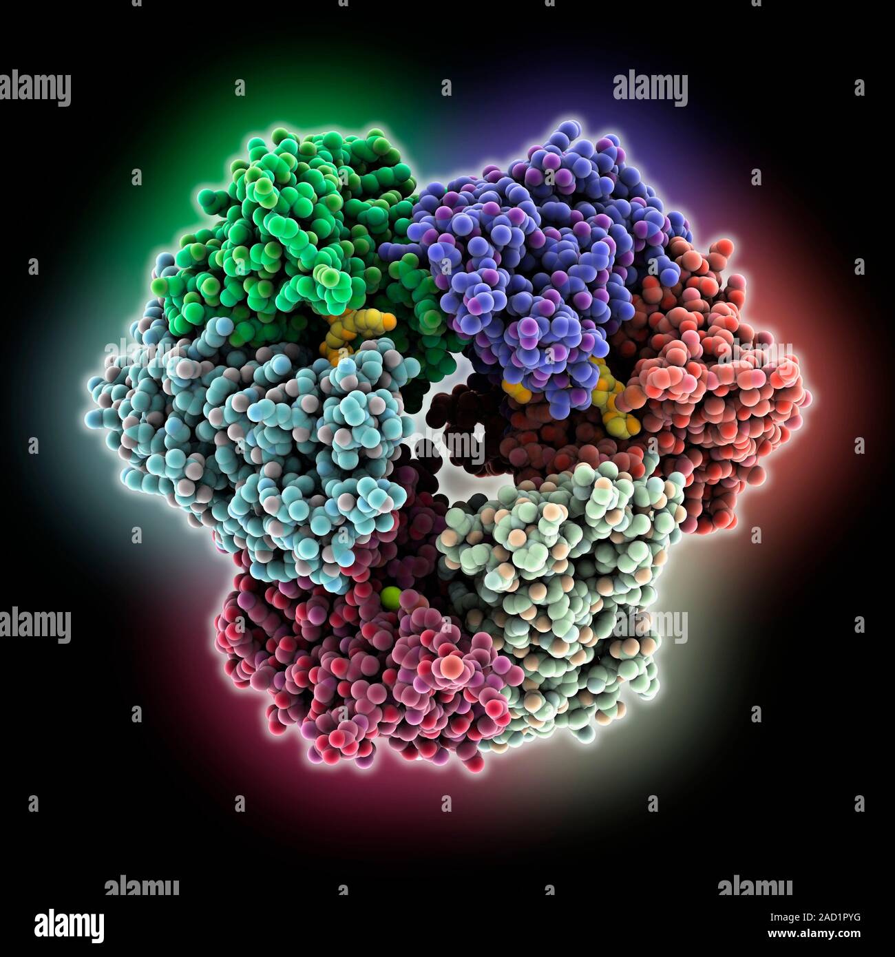 RNA exosome complex, molecular model. This multi-protein complex ...